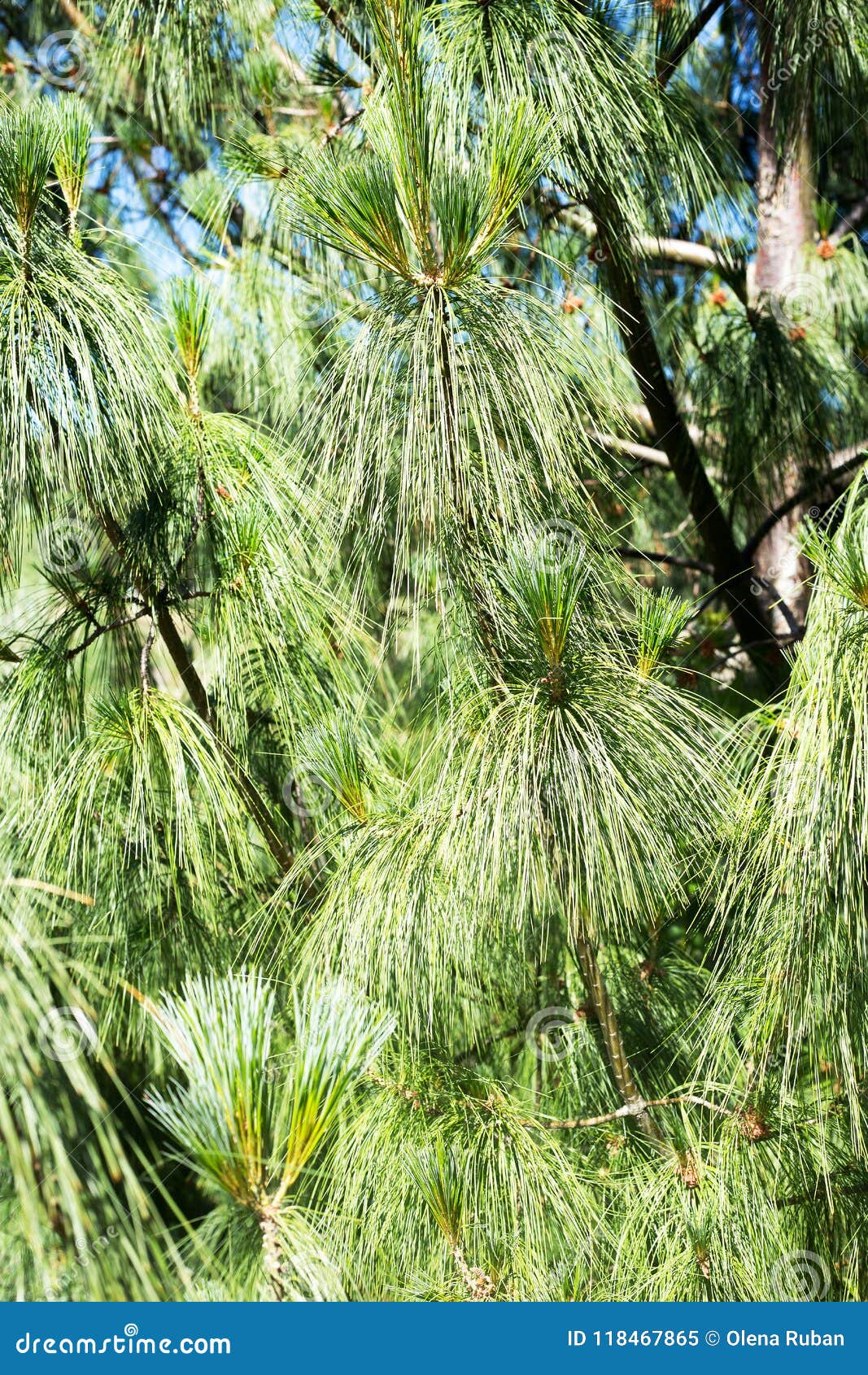 Tree with Long Hanging Needles Stock Image - Image of detail, conifer ...