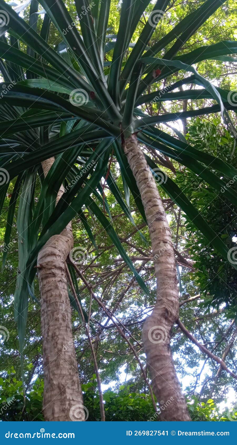 Tree with long leaves stock image. Image of leaves, tree - 269827541