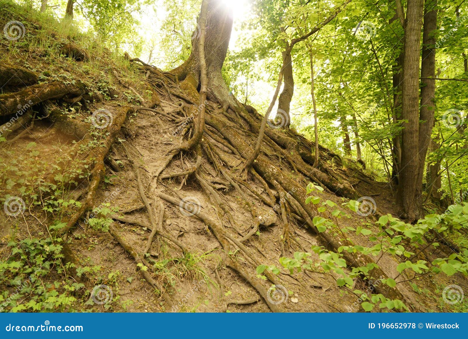 Tree with Long Roots on a Small Hill in a Forest Stock Photo - Image of ...