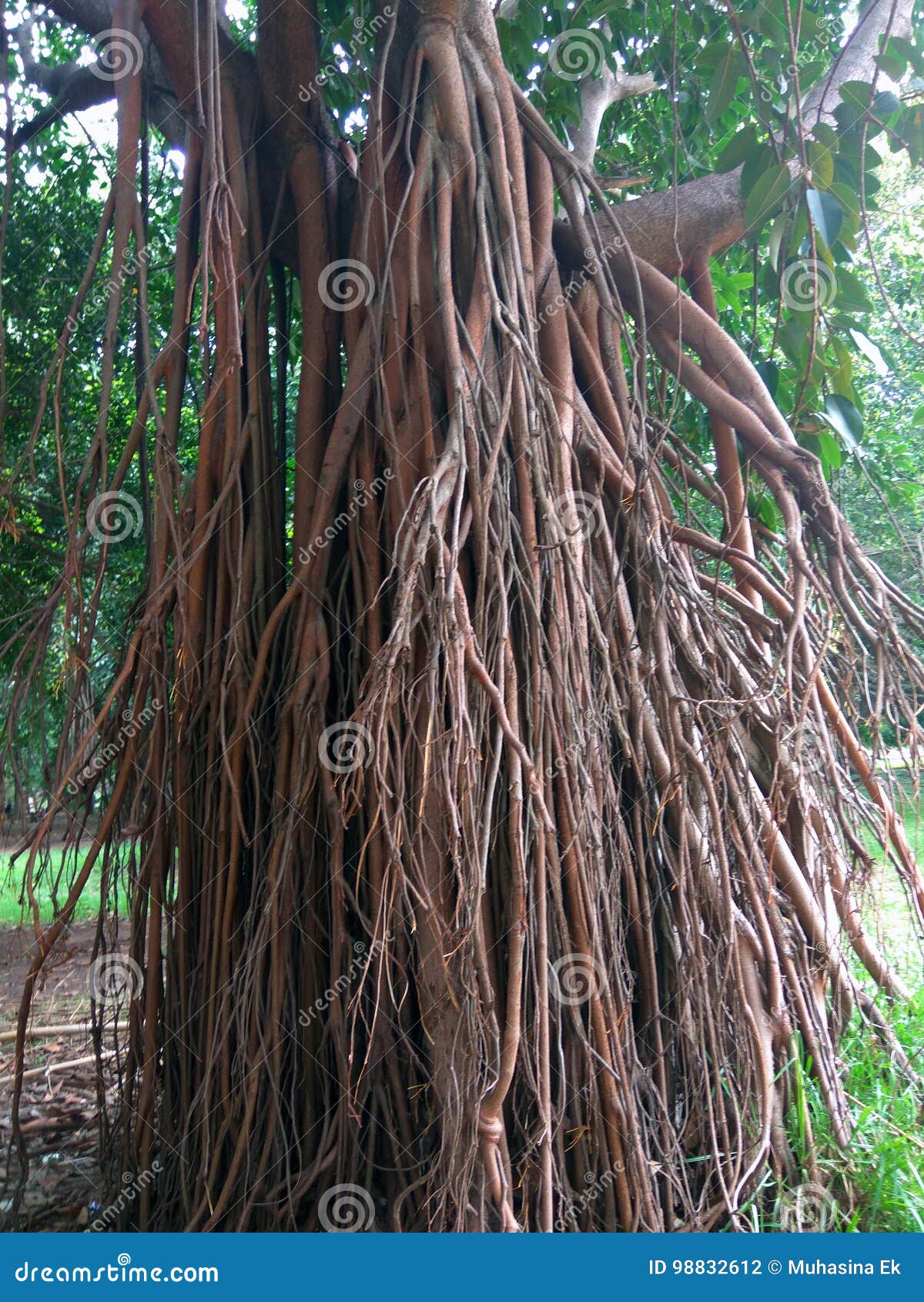 Tree with long roots stock photo. Image of amazing, jungle - 98832612