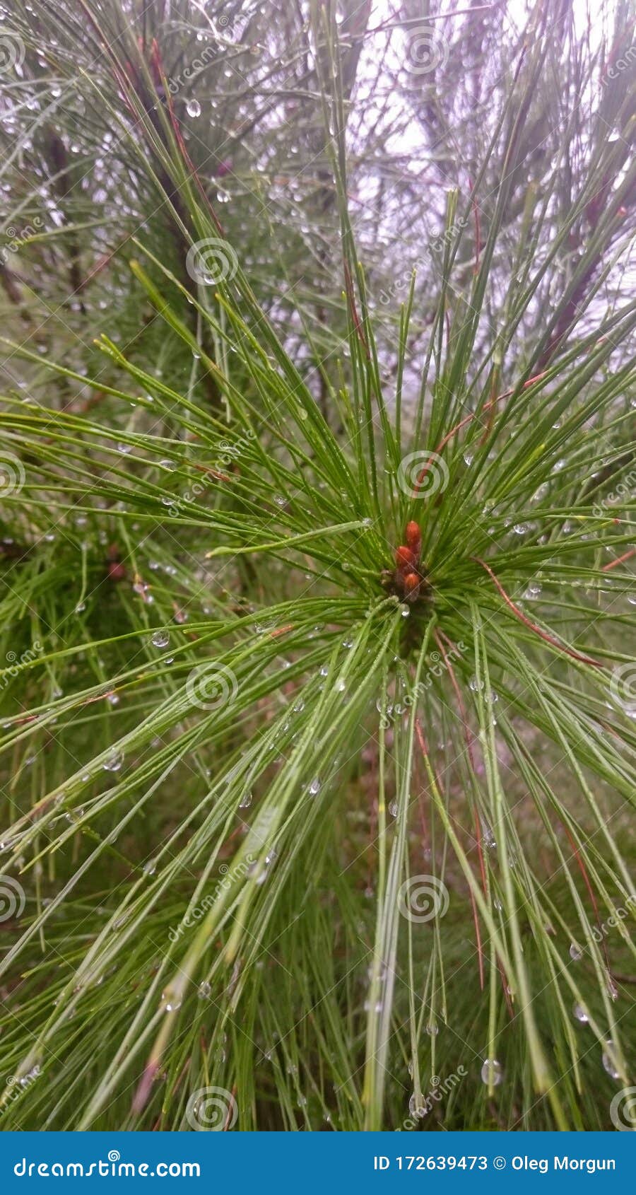Tree with Long Thin Green Leaves after Rain Stock Image - Image of tree ...