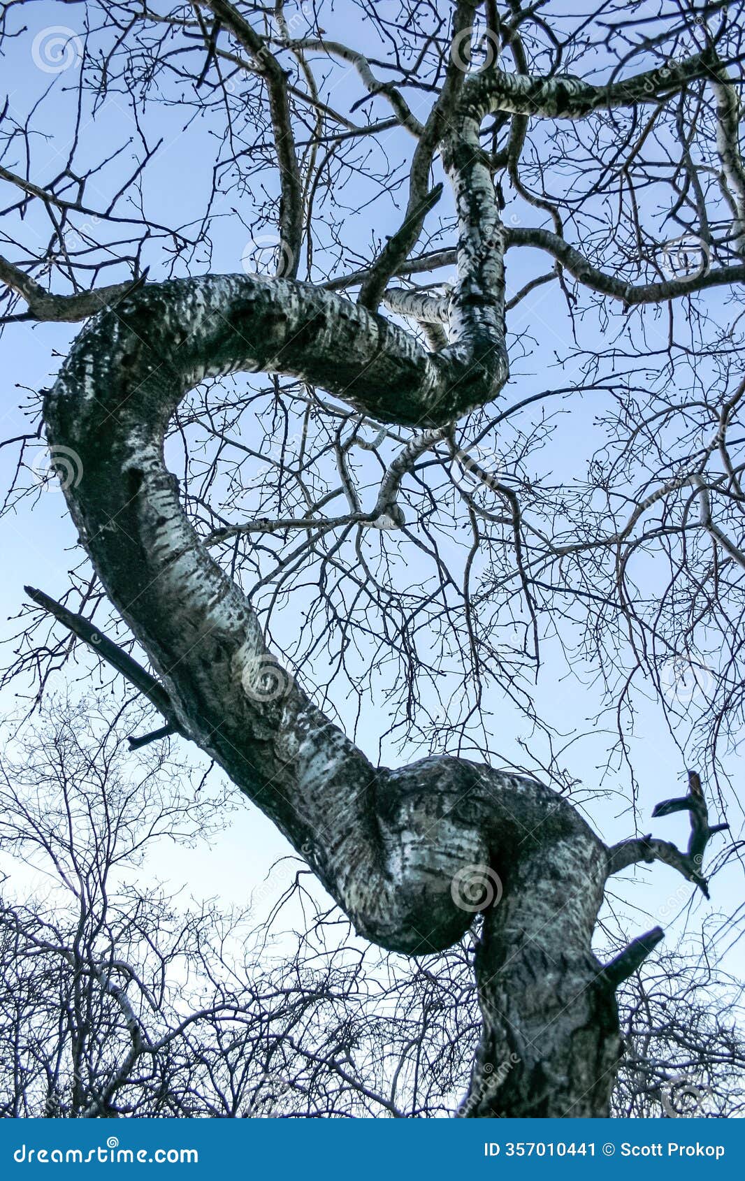 A Tree with a Long Trunk and Branches that Look Like a Heart Stock ...
