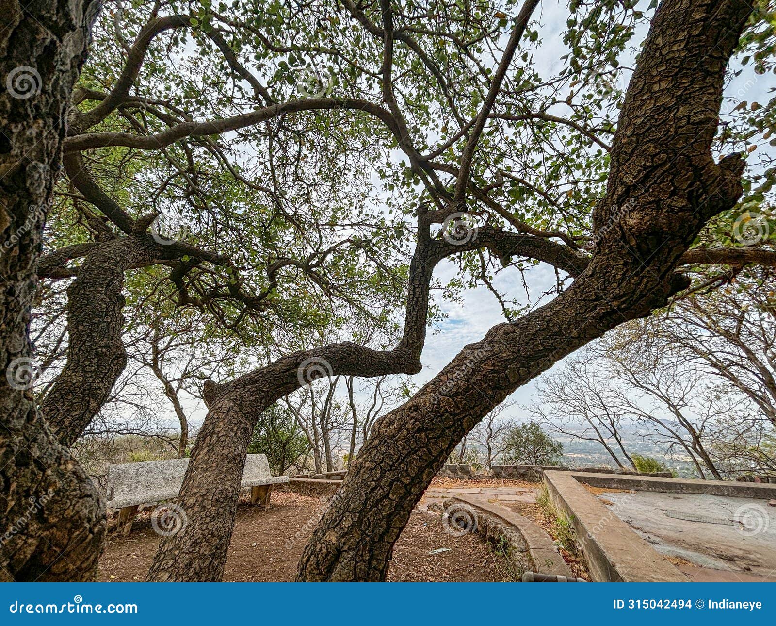 A Tree with a Long Trunk and Branches is Seen in a Park at Ralamandal ...