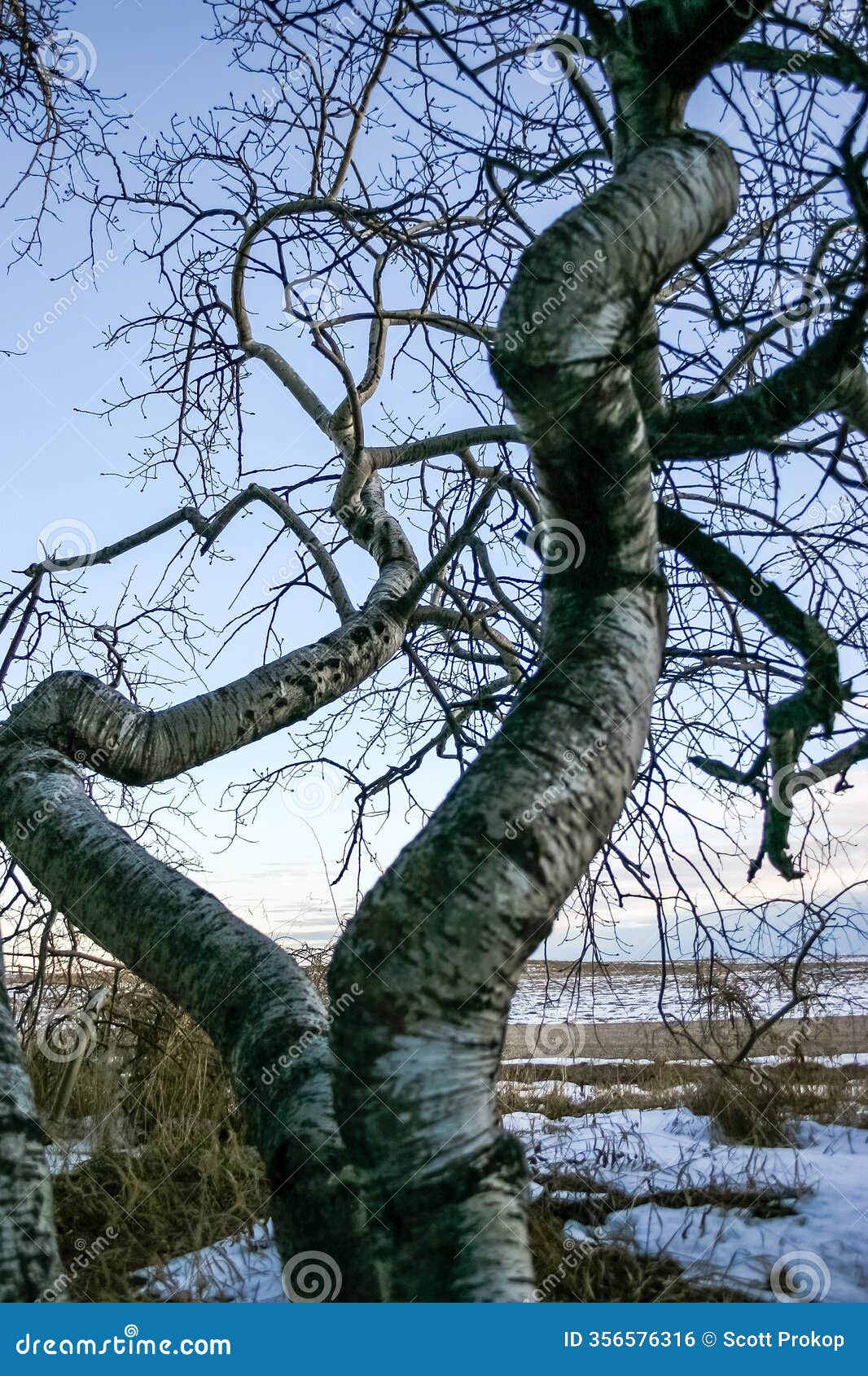 A Tree with a Long Trunk and Branches is Shown in a Snowy Field Stock ...