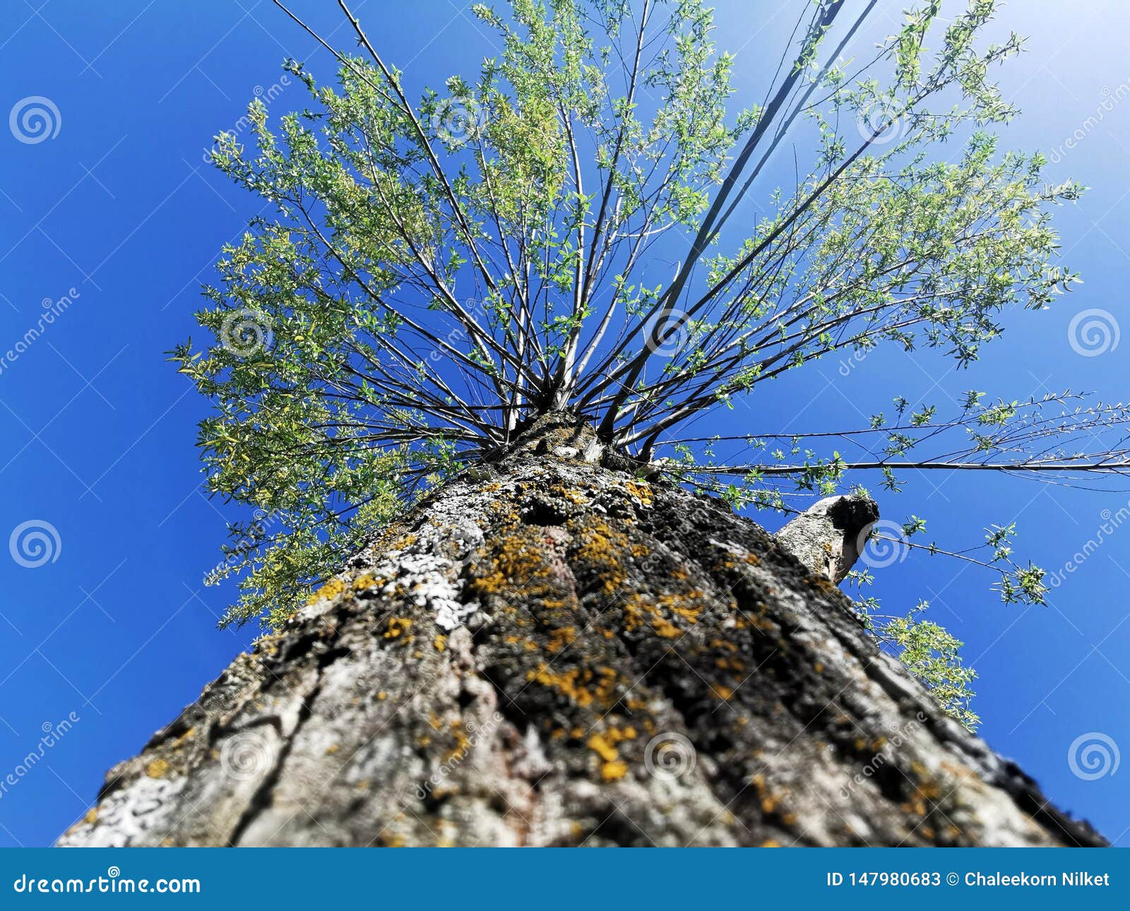 Tree look up view, stock image. Image of sunlight, nature - 147980683
