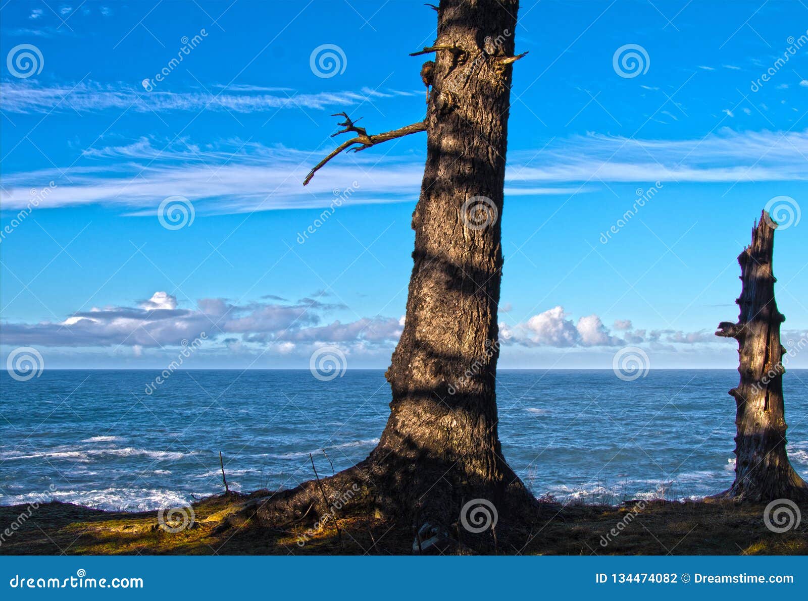 A Trees Ocean View of the Moon Stock Photo - Image of rocky, pine ...