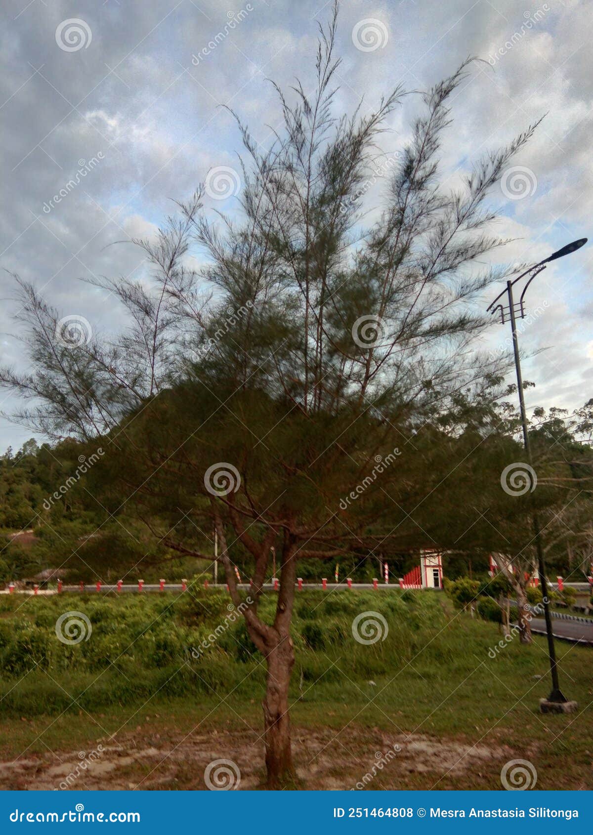 A Tree that Looks Good and Sturdy Stock Photo - Image of park, nature ...