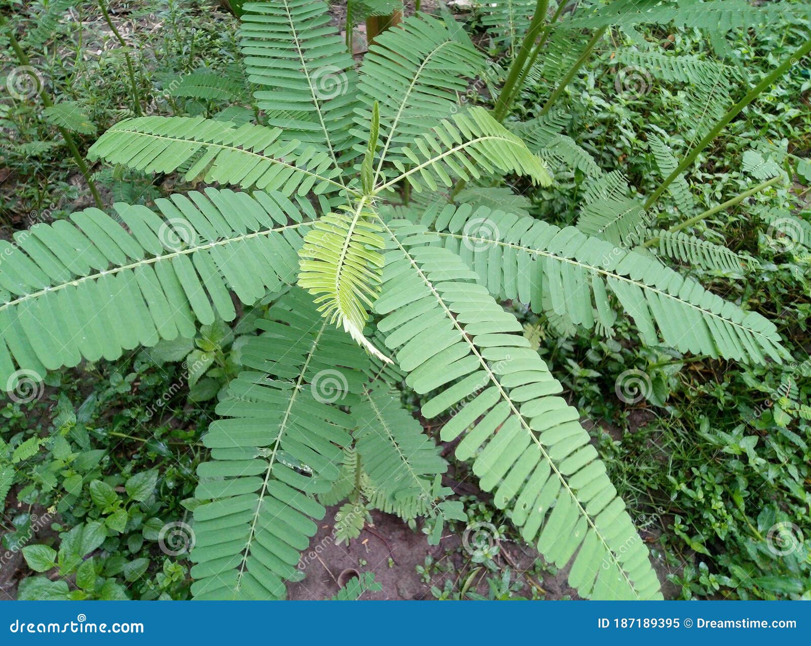 Tree looks great stock image. Image of looks, great - 187189395