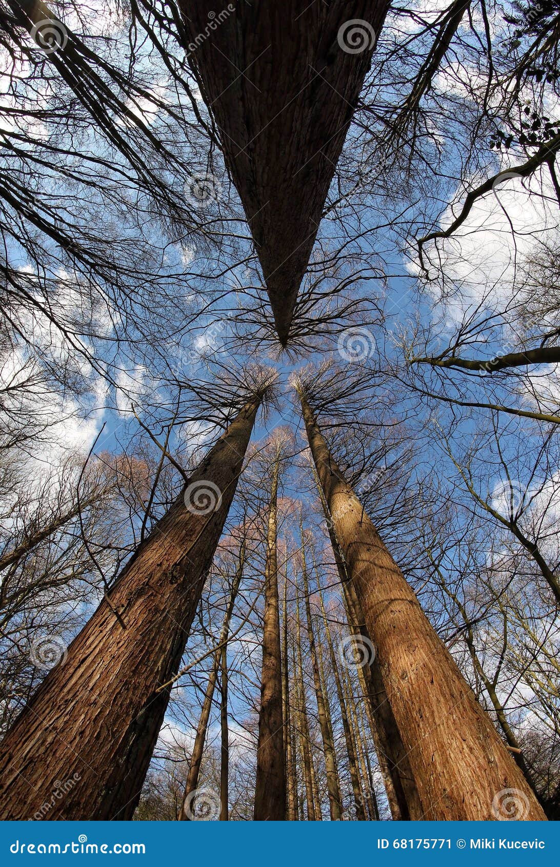 Tree Lookup Nature Woods Wide Angle in Forest Stock Image - Image of ...