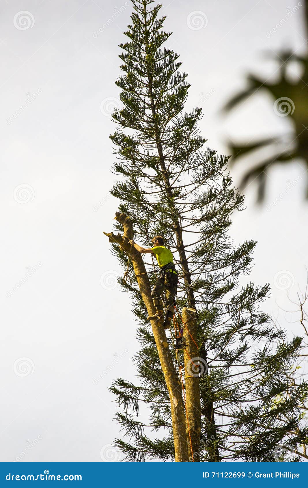 Arborist High In Tree Supported By Safety Ropes Trimming Branches ...