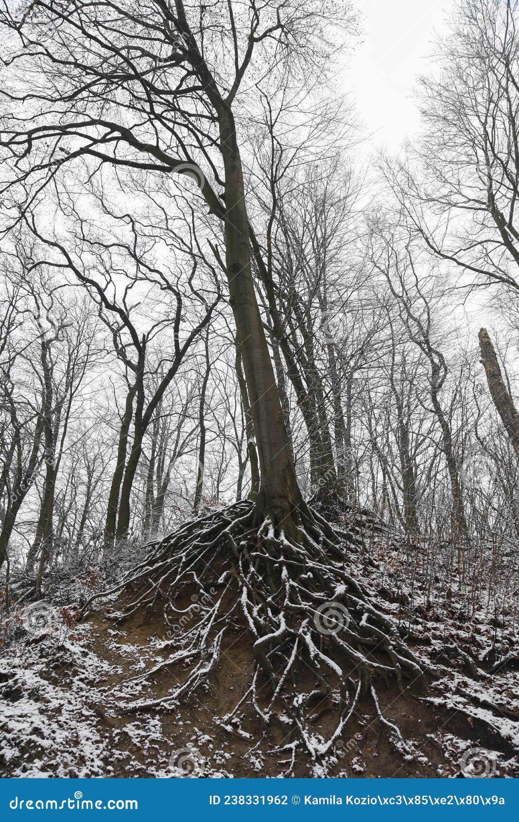 A Tree with a Lot of Visible Roots on the Slope Stock Photo - Image of ...
