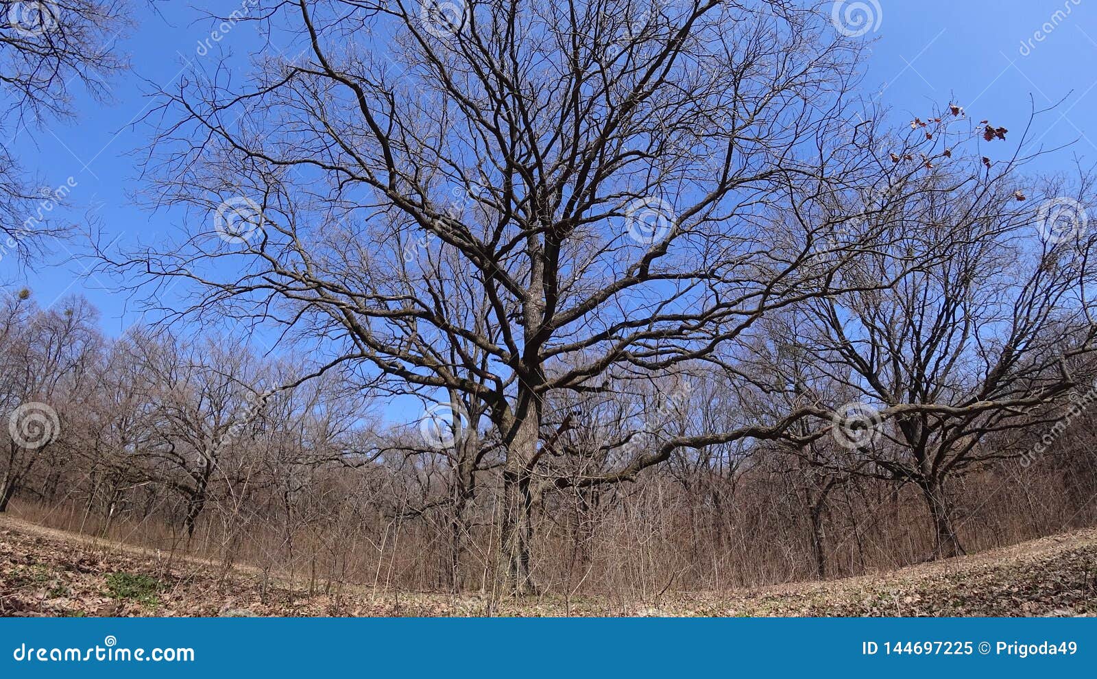 Tree with lots of branches stock image. Image of bush - 144697225