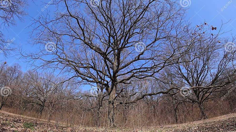 Tree with lots of branches stock image. Image of bush - 144697225