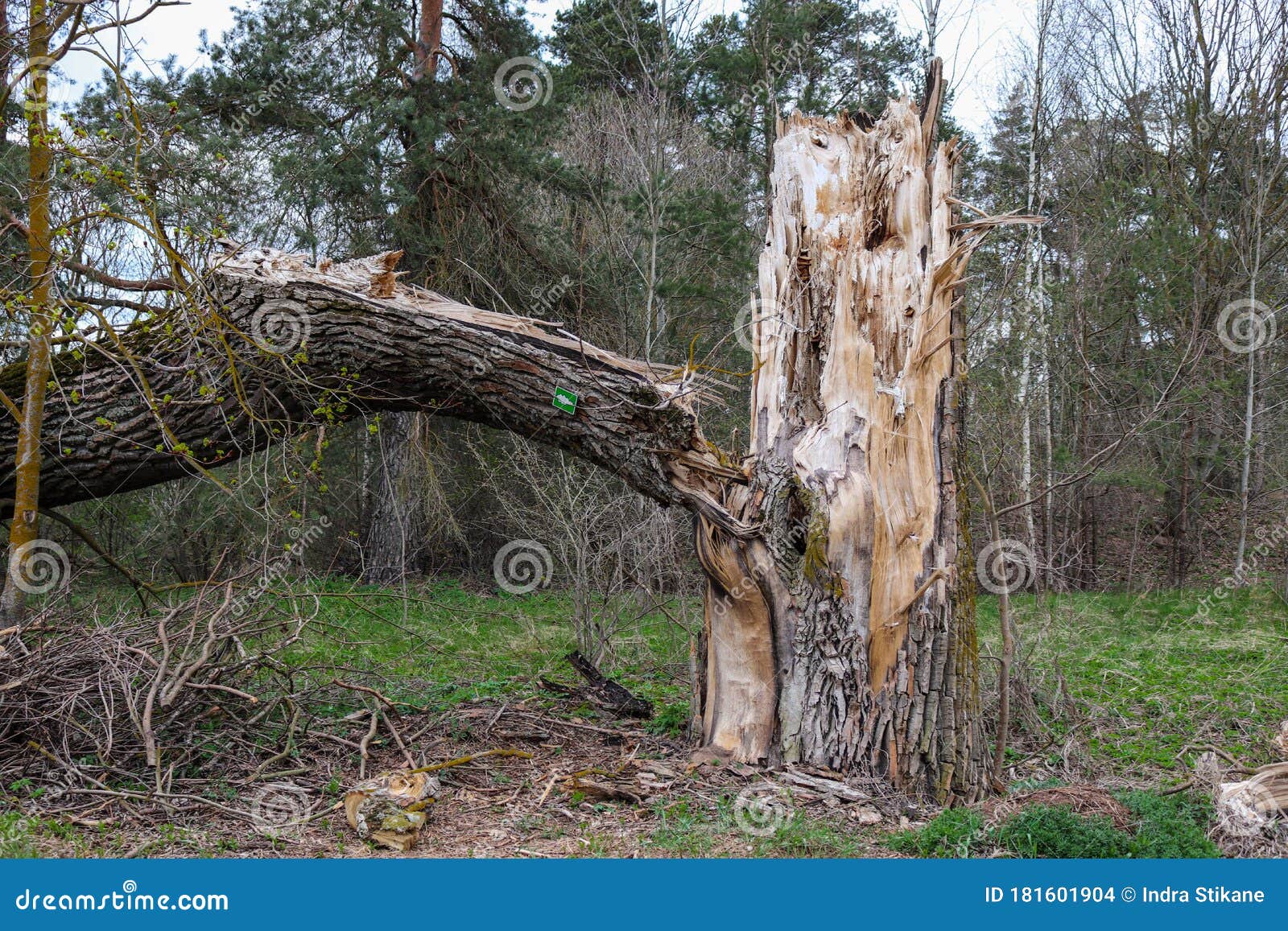 Tree with Lots of Branches Has Fallen Down Stock Photo - Image of power ...