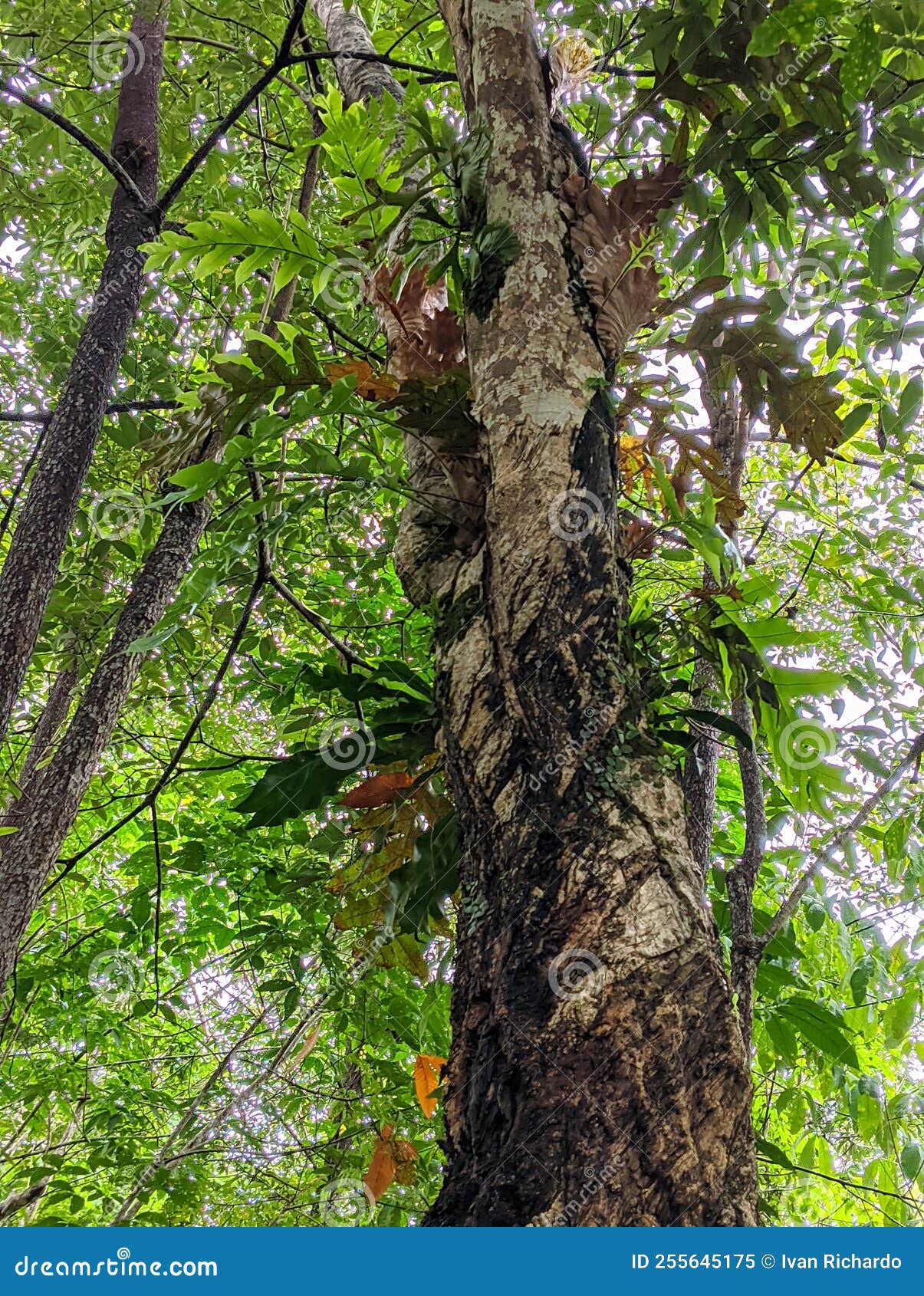 A Tree with Lots of Parasites on Its Trunk Stock Image - Image of ...