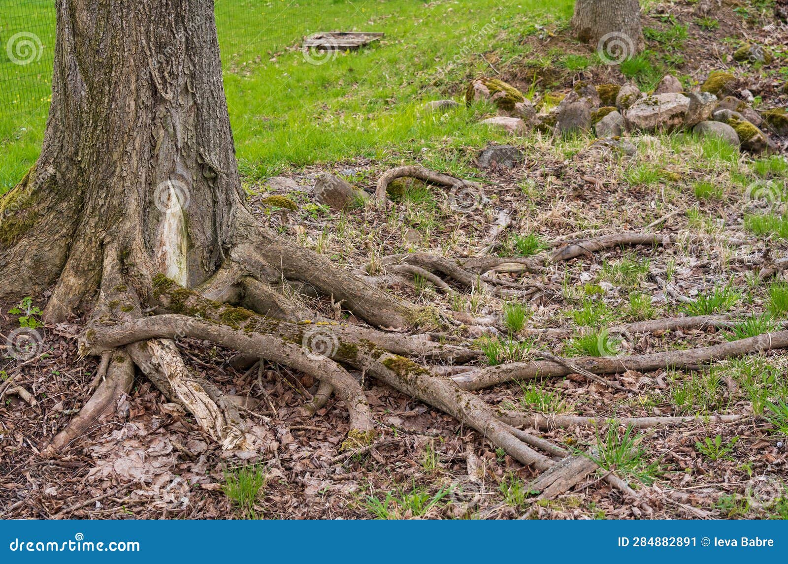 A Tree with Lots of Roots in the Spring Stock Image - Image of lots ...