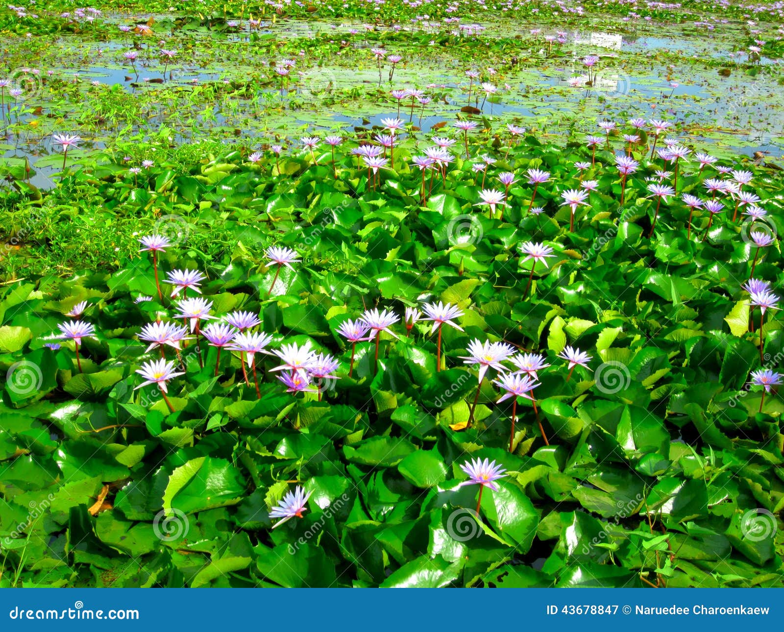 Tree Lotus23 stock image. Image of sukhothai, lotus23 - 43678847