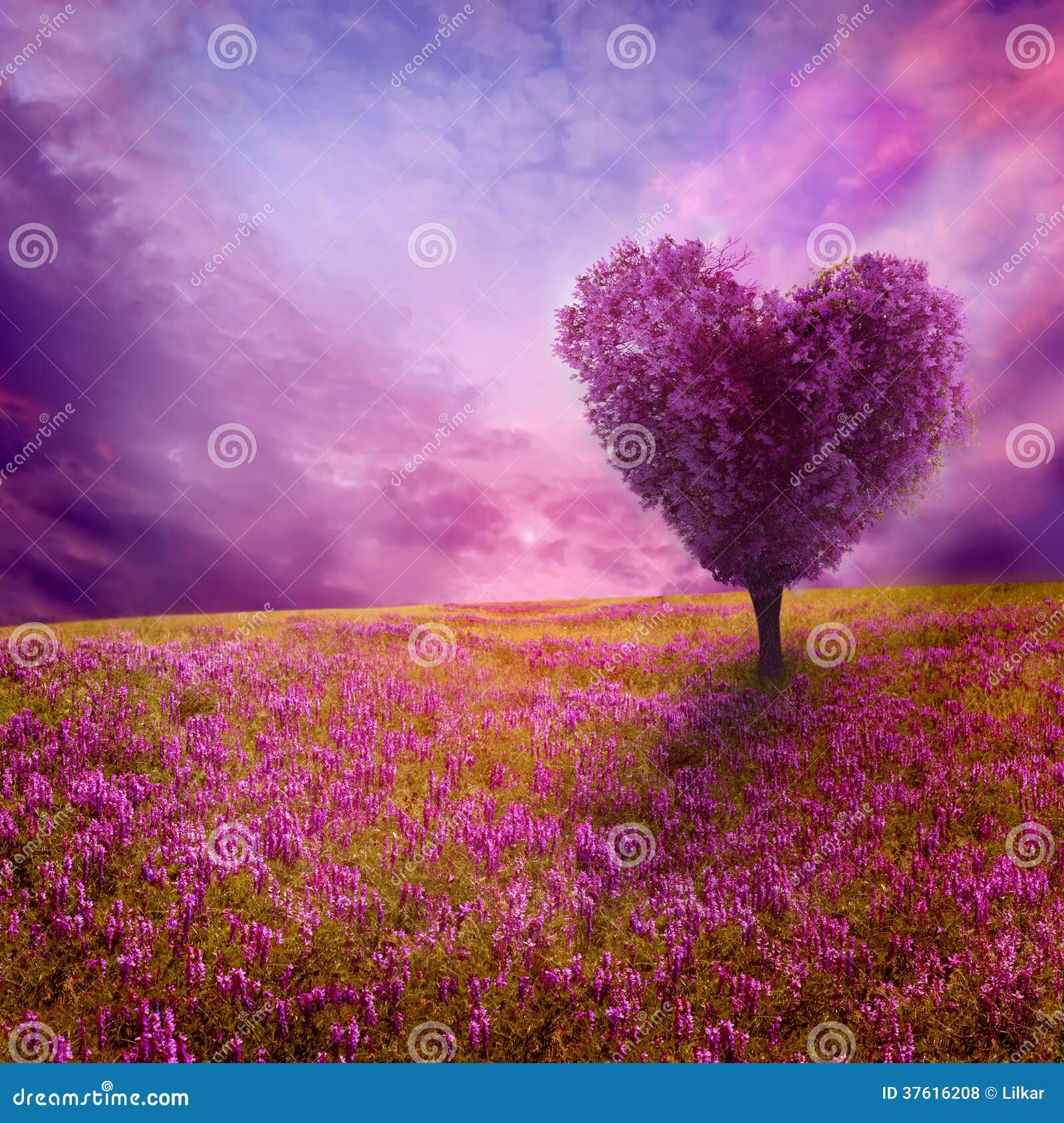 Tree of love stock photo. Image of park, flower, flare - 37616208