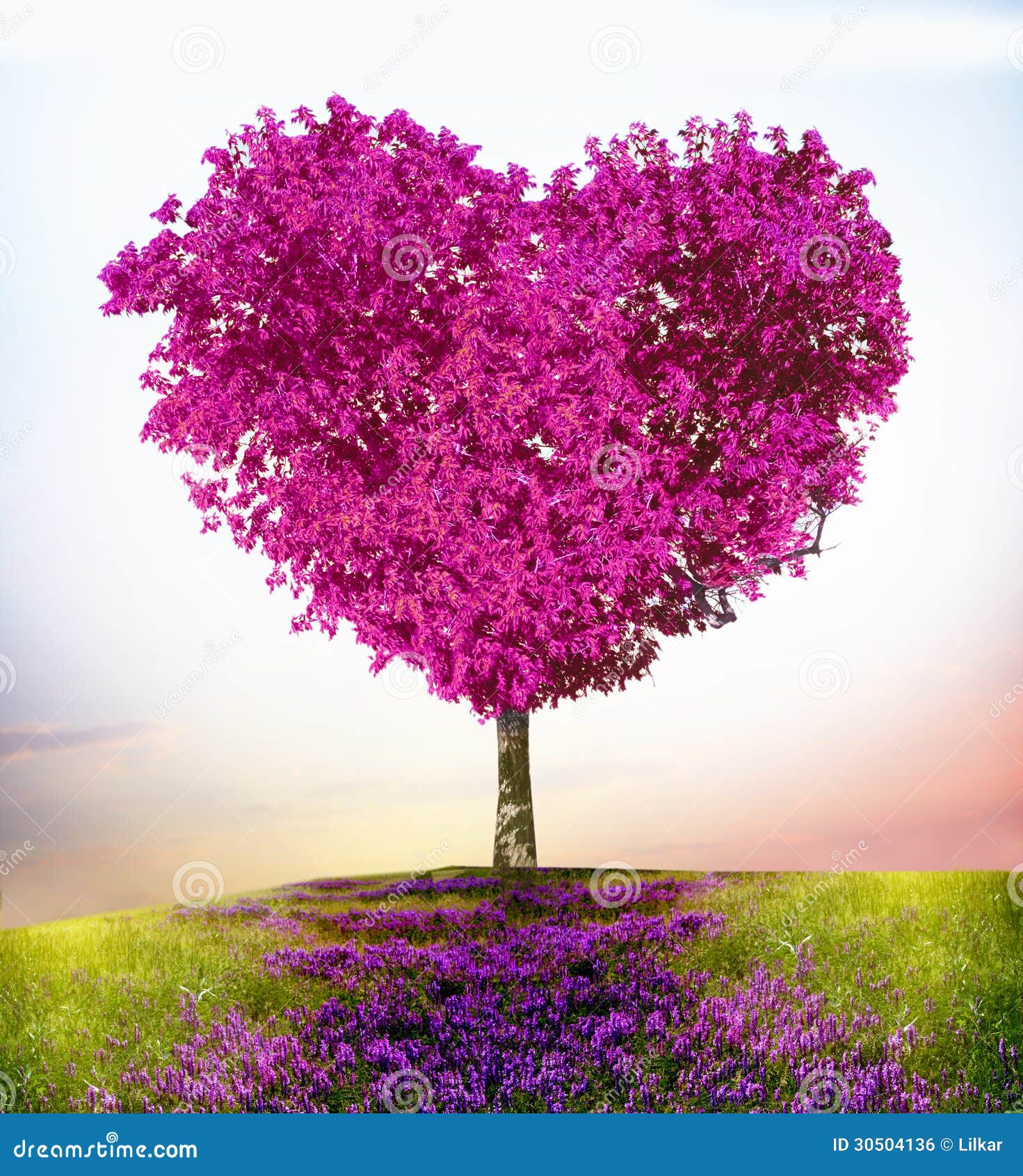 Tree of love stock photo. Image of nature, leaf, maple - 30504136