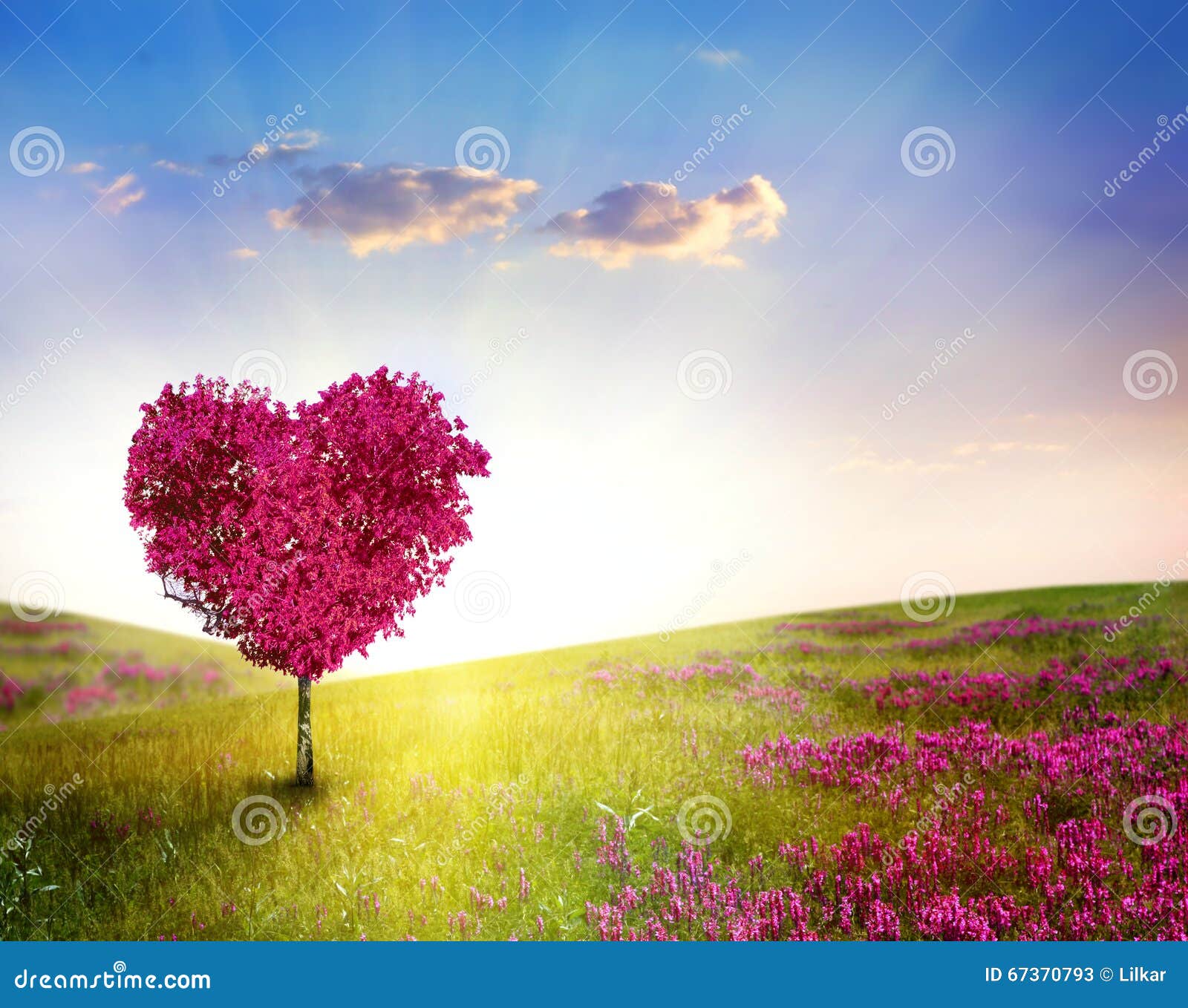 Tree of love stock image. Image of concept, blossom, natural - 67370793