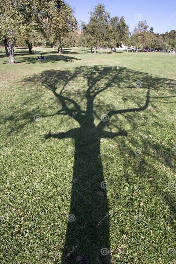 Tree lover stock image. Image of green, ecologist, flare - 357567