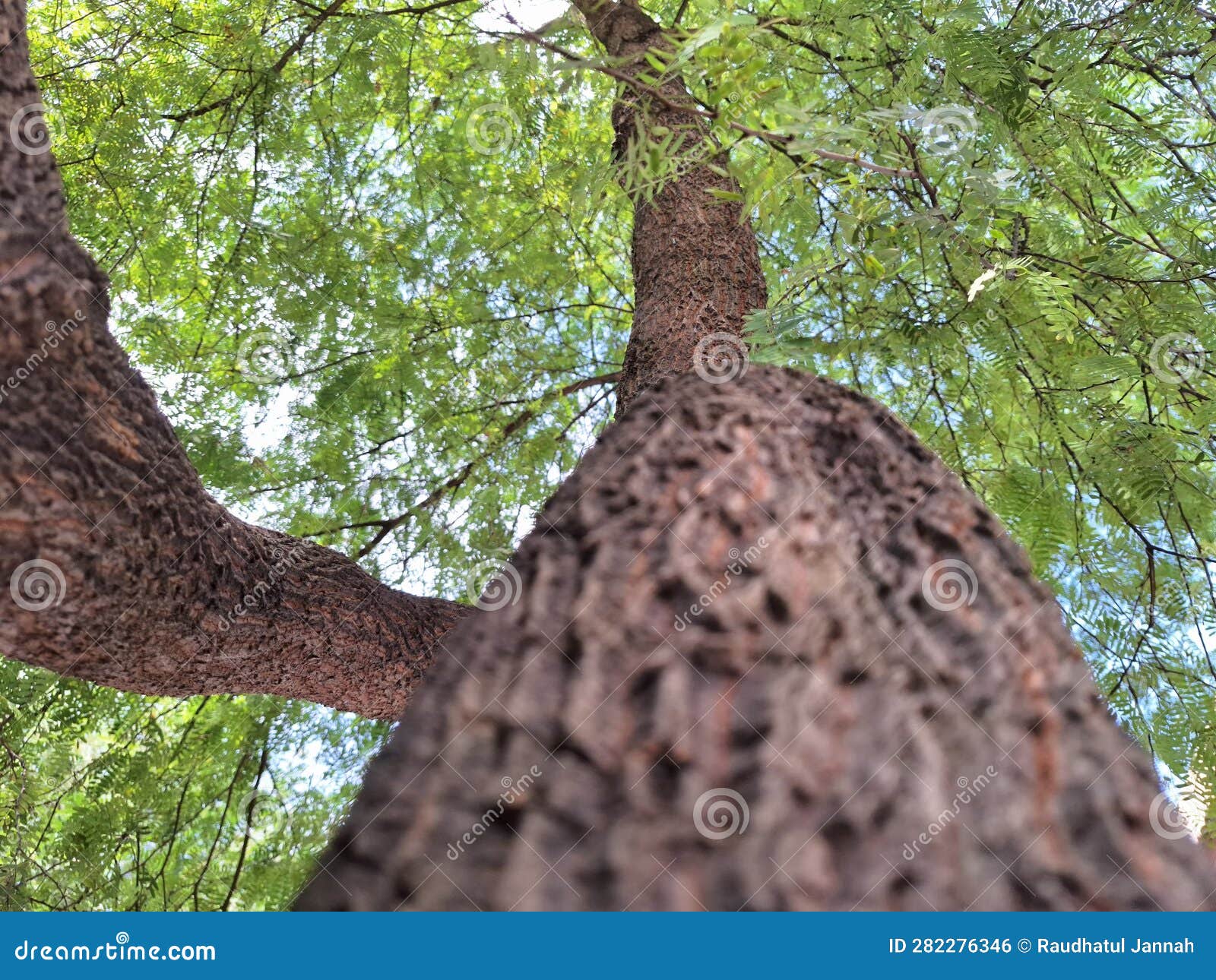 Tree in the low angle stock photo. Image of forest, green - 282276346