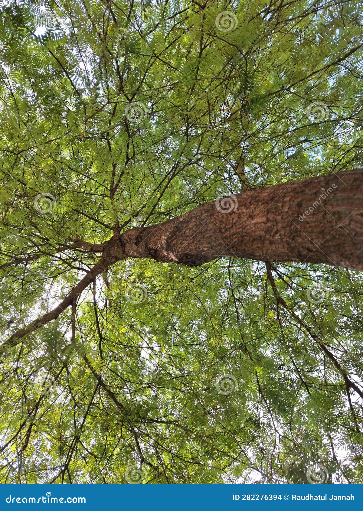 Tree in the low angle stock photo. Image of wildlife - 282276394