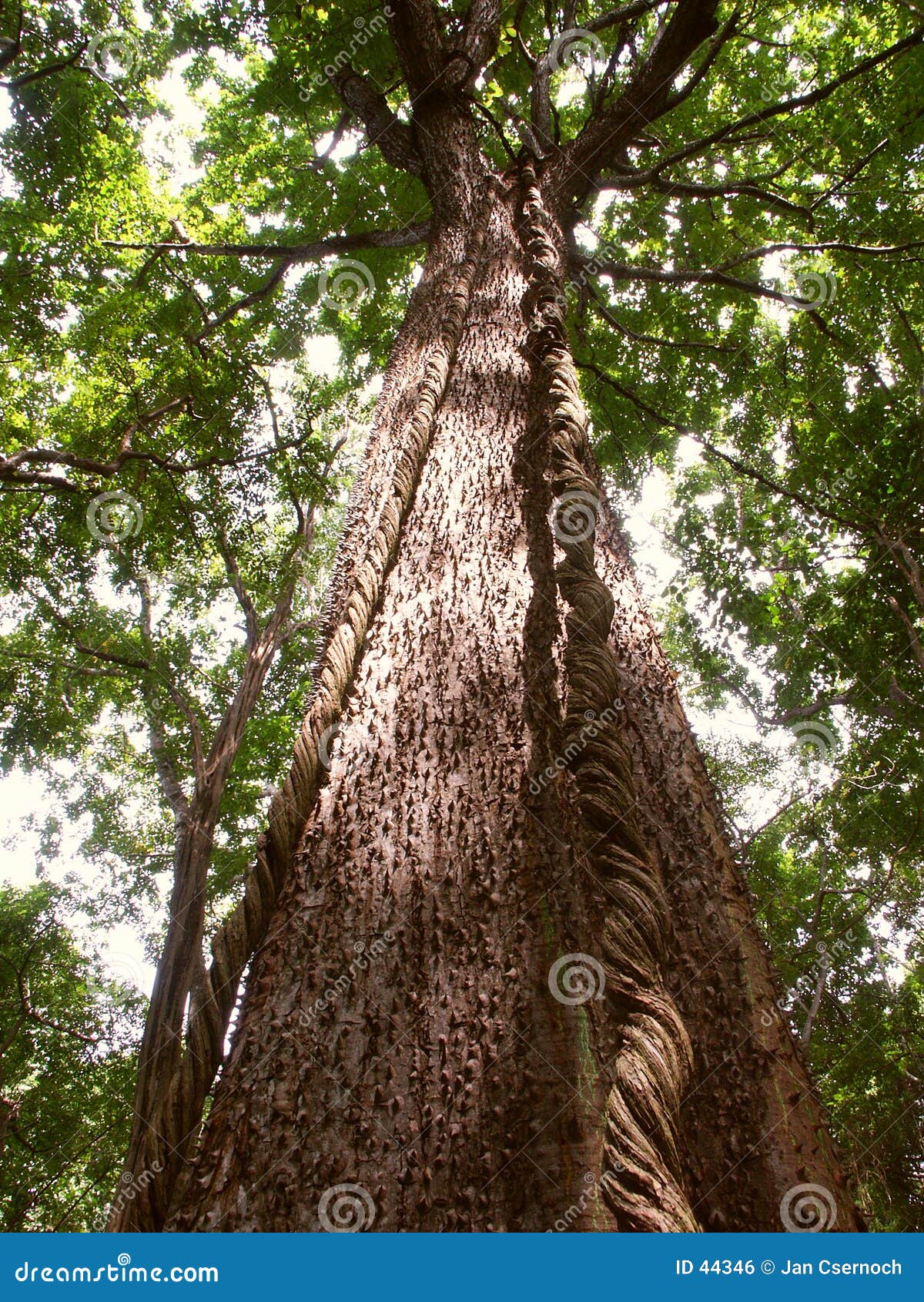 Tree in Low Elevation Tropical Rainforest Stock Photo - Image of leaves ...