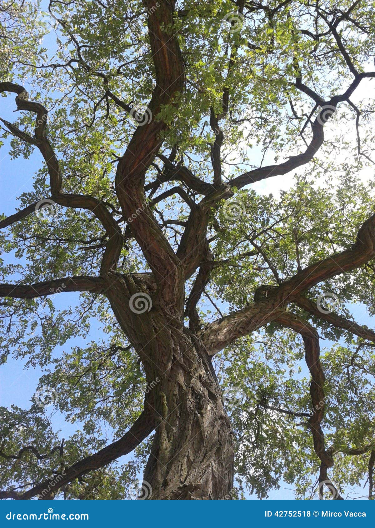 Tree stock photo. Image of perspective, wood, leaf, branch - 42752518