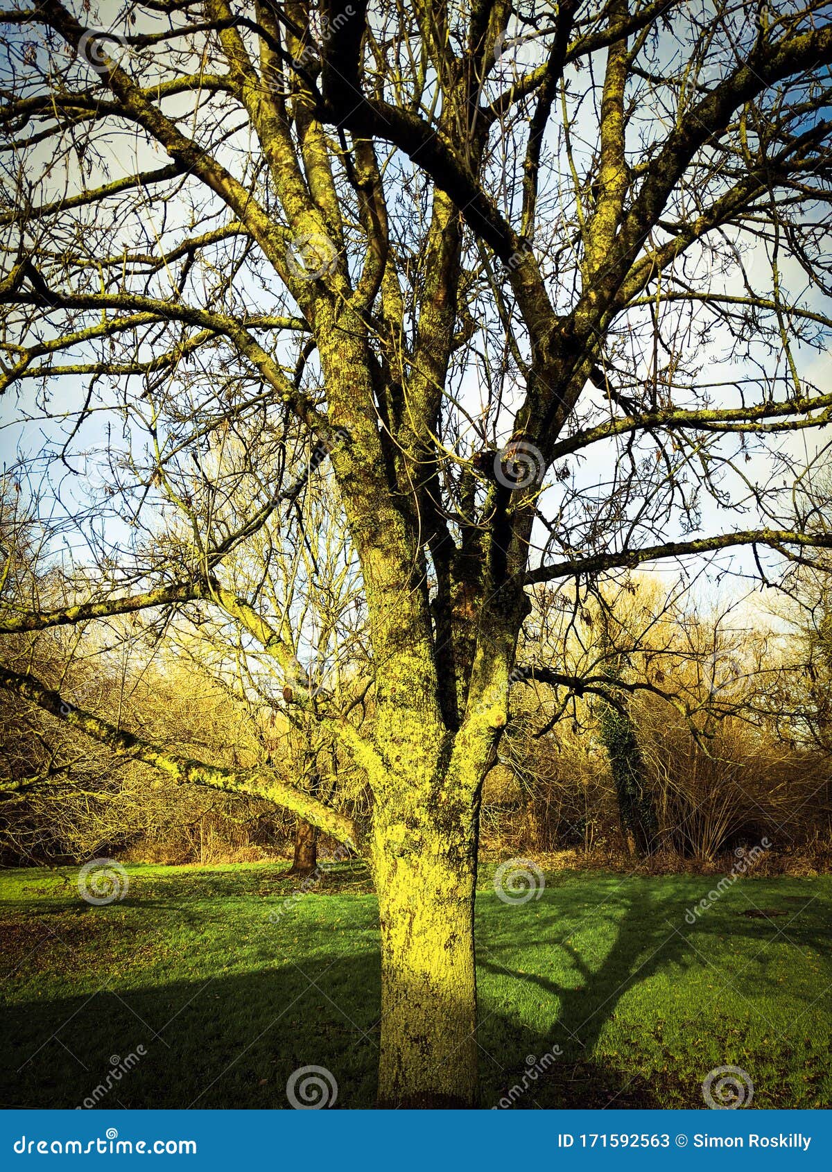 Tree on a low sunny day stock image. Image of tree, sunny - 171592563