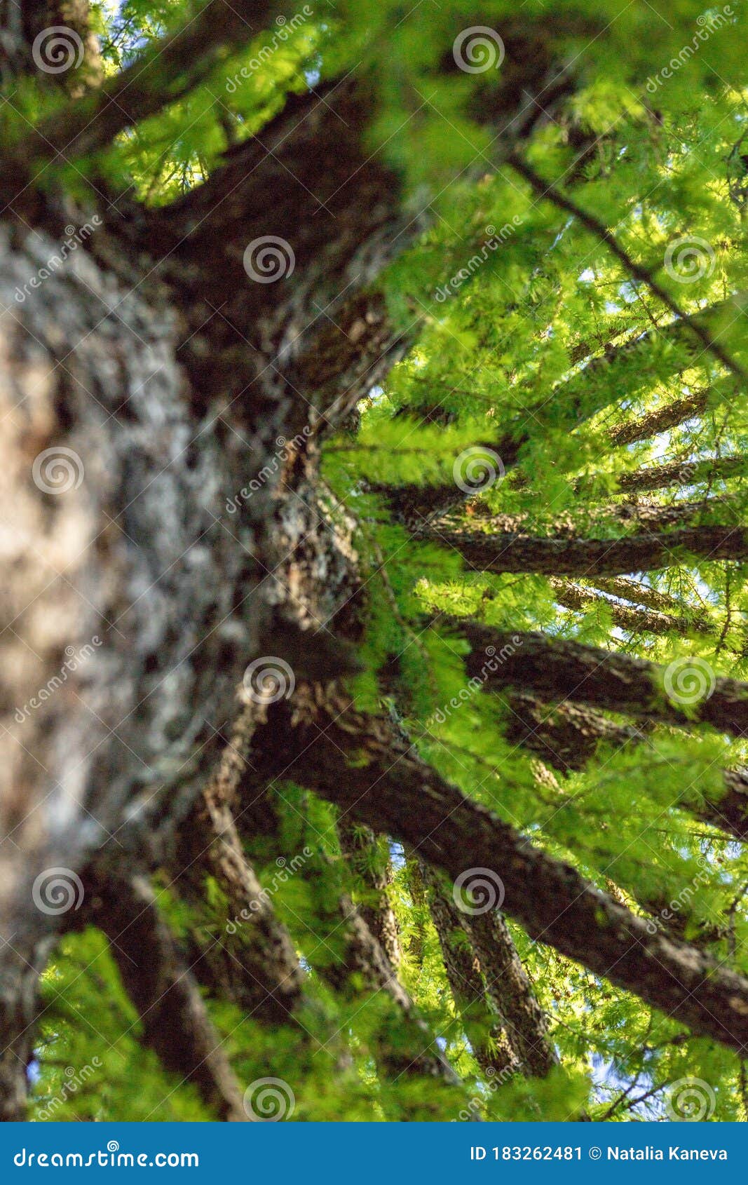 A Tree from a Lower Angle with Sky Gaps Stock Image - Image of ...