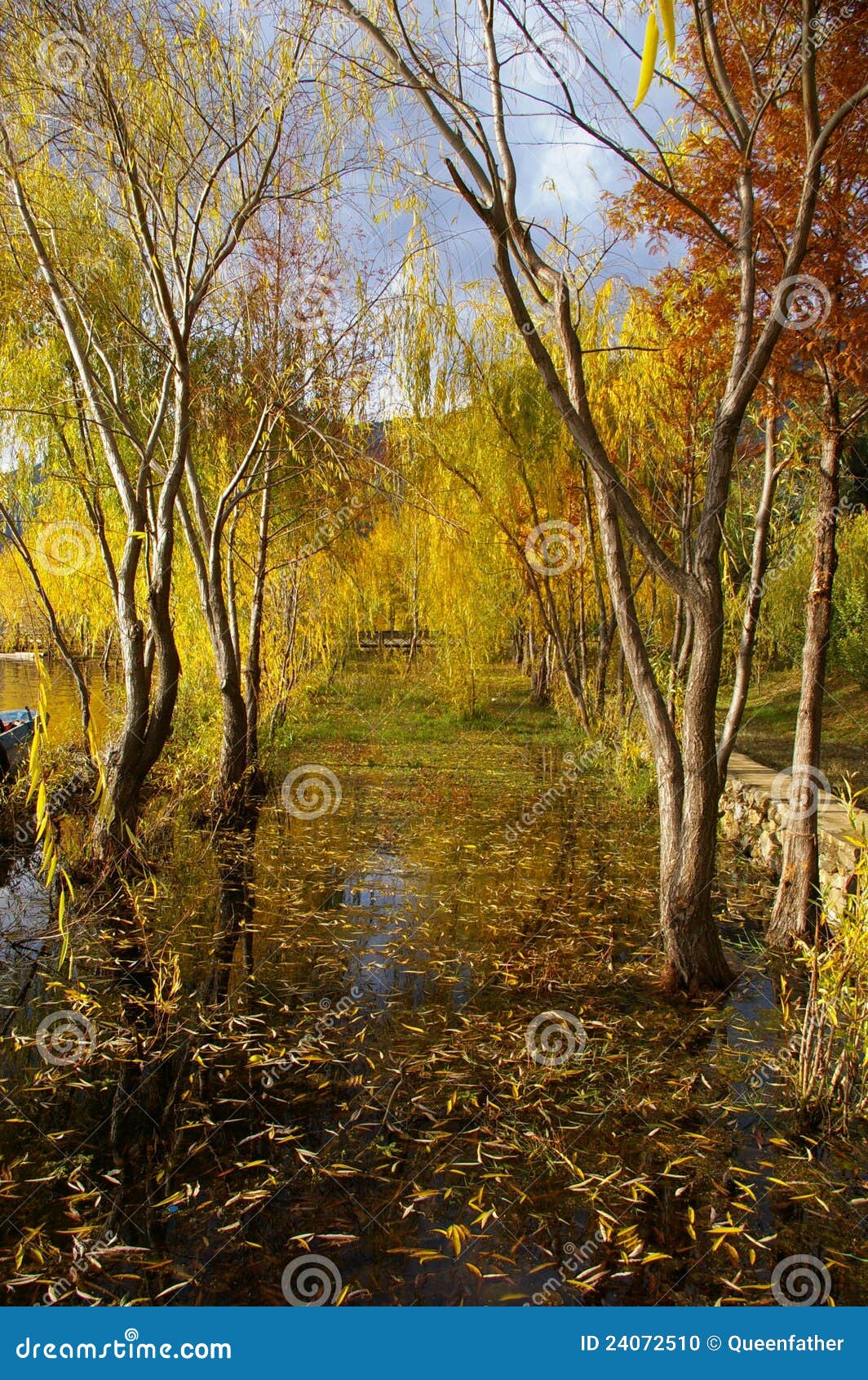 A tree in the Lugu Lake stock photo. Image of leaves - 24072510