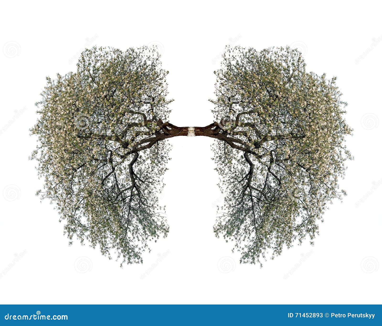 Tree lungs stock image. Image of outdoors, anatomy, isolated - 71452893