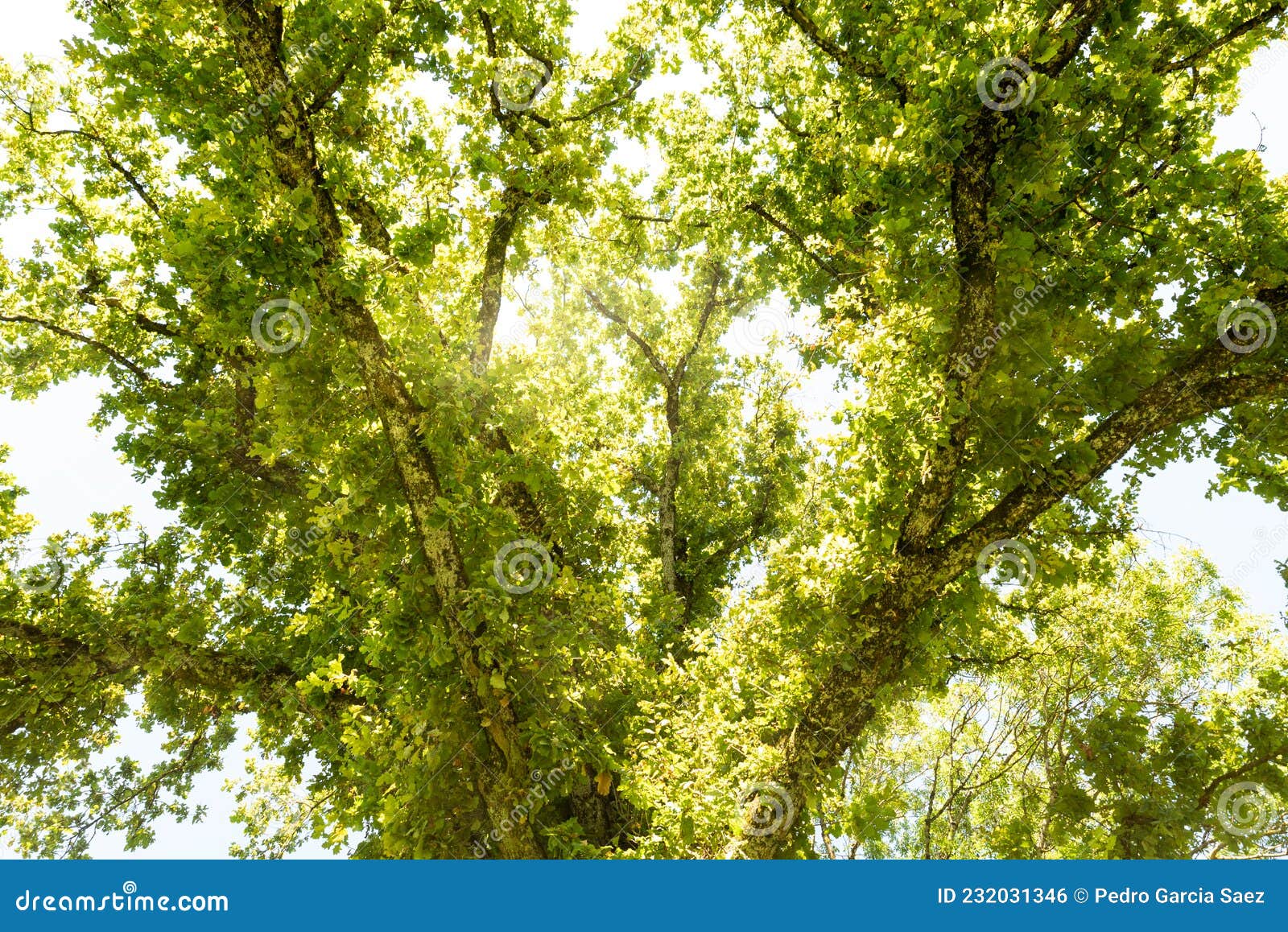 Tree with Lush Green Foliage in Beautiful Sunlight Stock Photo - Image ...