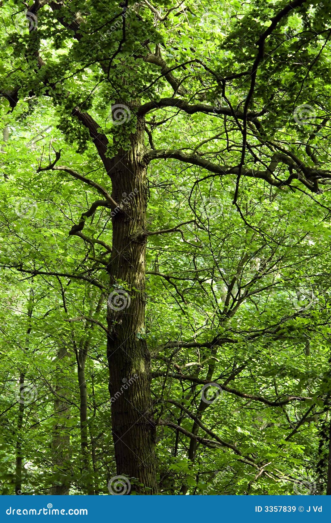 Tree in lush green forest stock image. Image of branche - 3357839