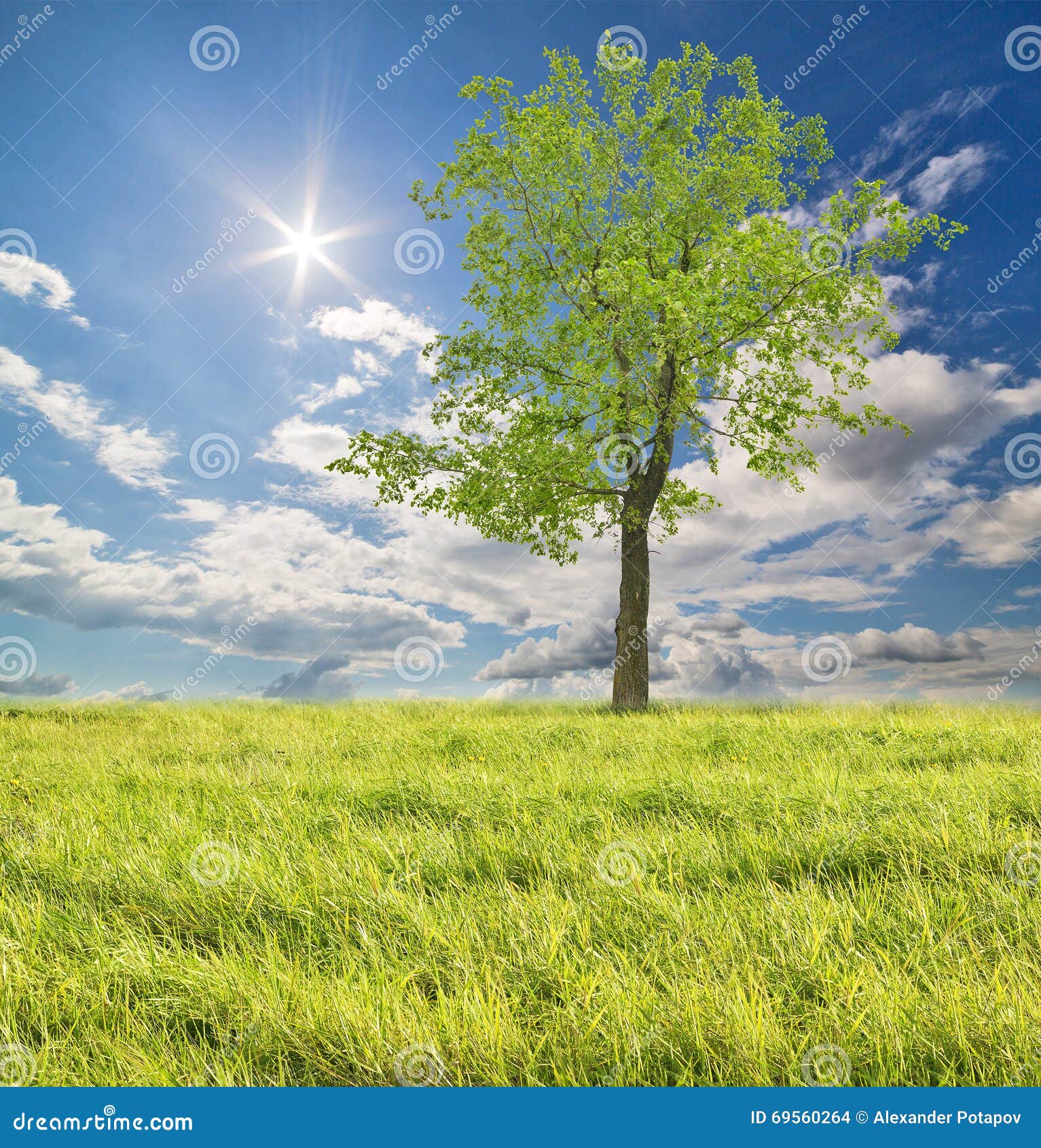 Tree in Lush Green Grass Under Bright Sun Stock Photo - Image of cloud ...