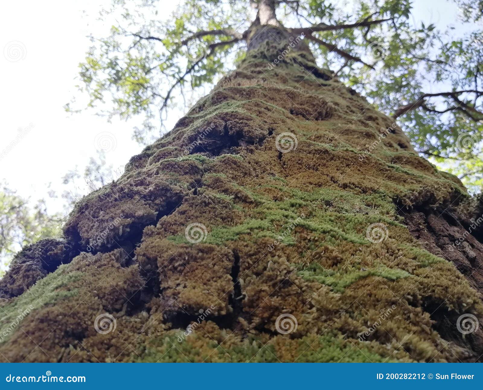 Big tree moss stock photo. Image of phayao, woodland - 200282212