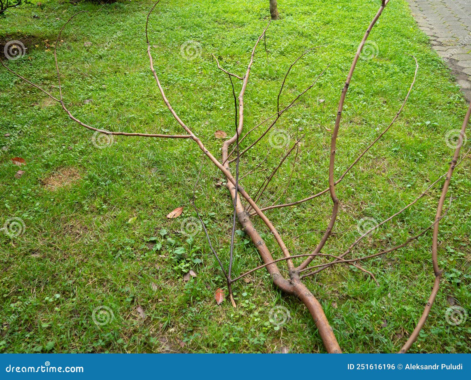 A Tree Lying on the Grass without Foliage. Landscaping Work in the Park ...