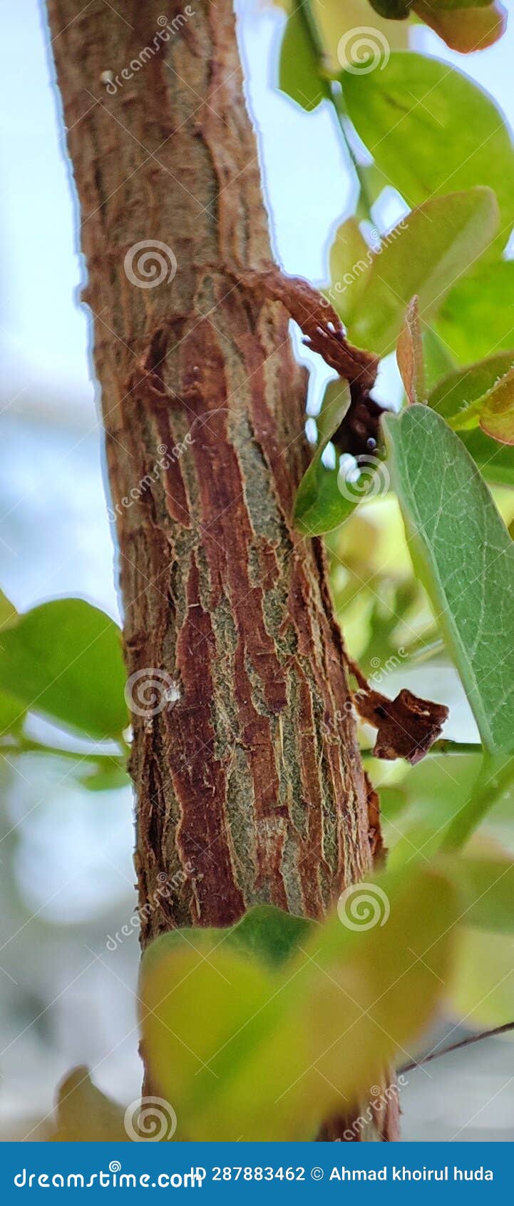 Tree Macro Leaf Texture Blur HDR Stock Photo - Image of texture, leaf ...