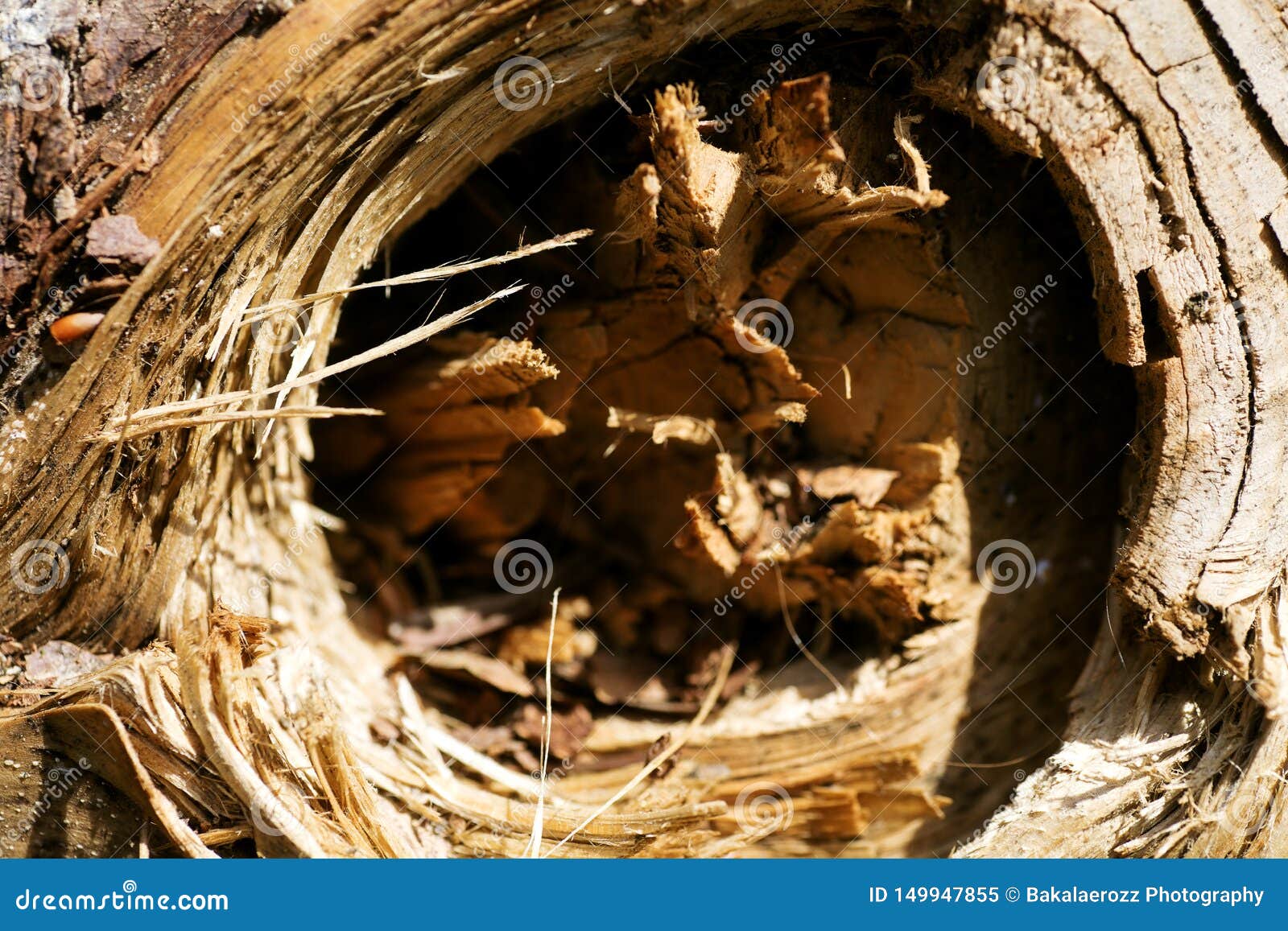 Tree Macro Surface Abstract Background Best Quality Stock Image - Image ...