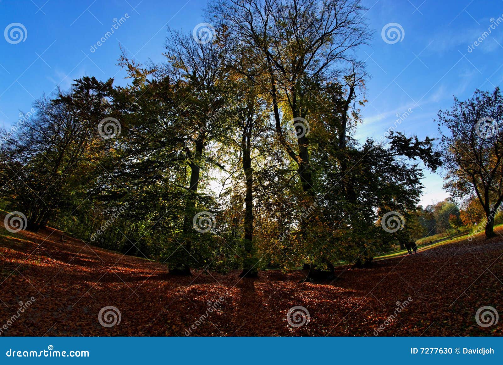 Tree Magic Trees stock photo. Image of leaves, leaf, autumn - 7277630