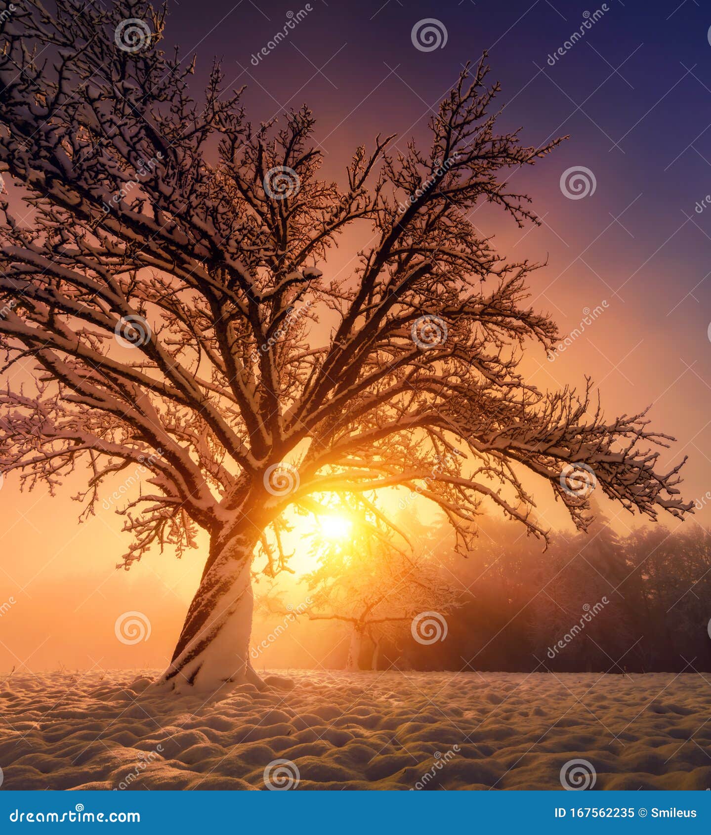 Tree in Magical Winter Light Stock Image - Image of rural, melancholic ...