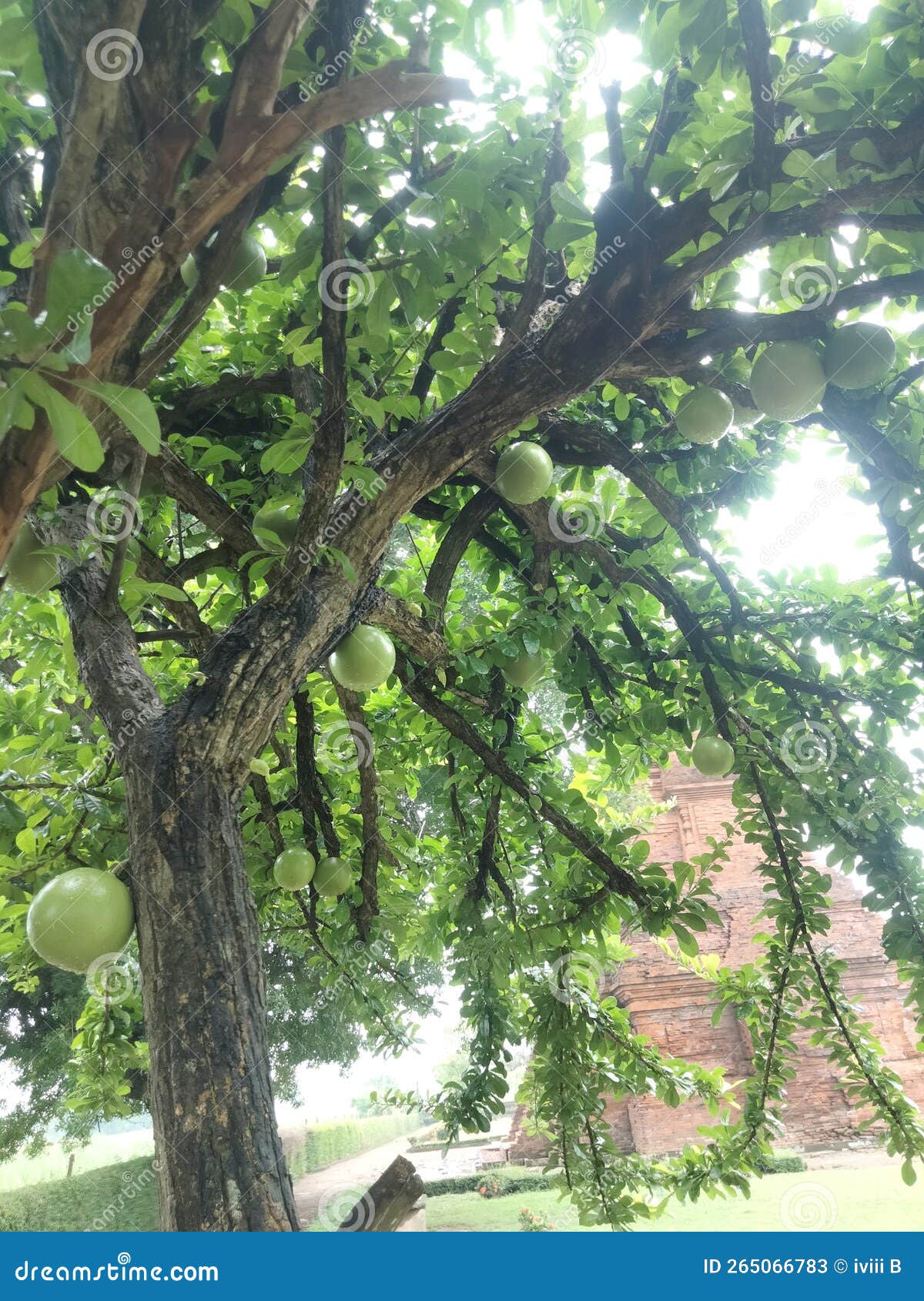 Tree maja stock image. Image of leaf, garden, shrub - 265066783