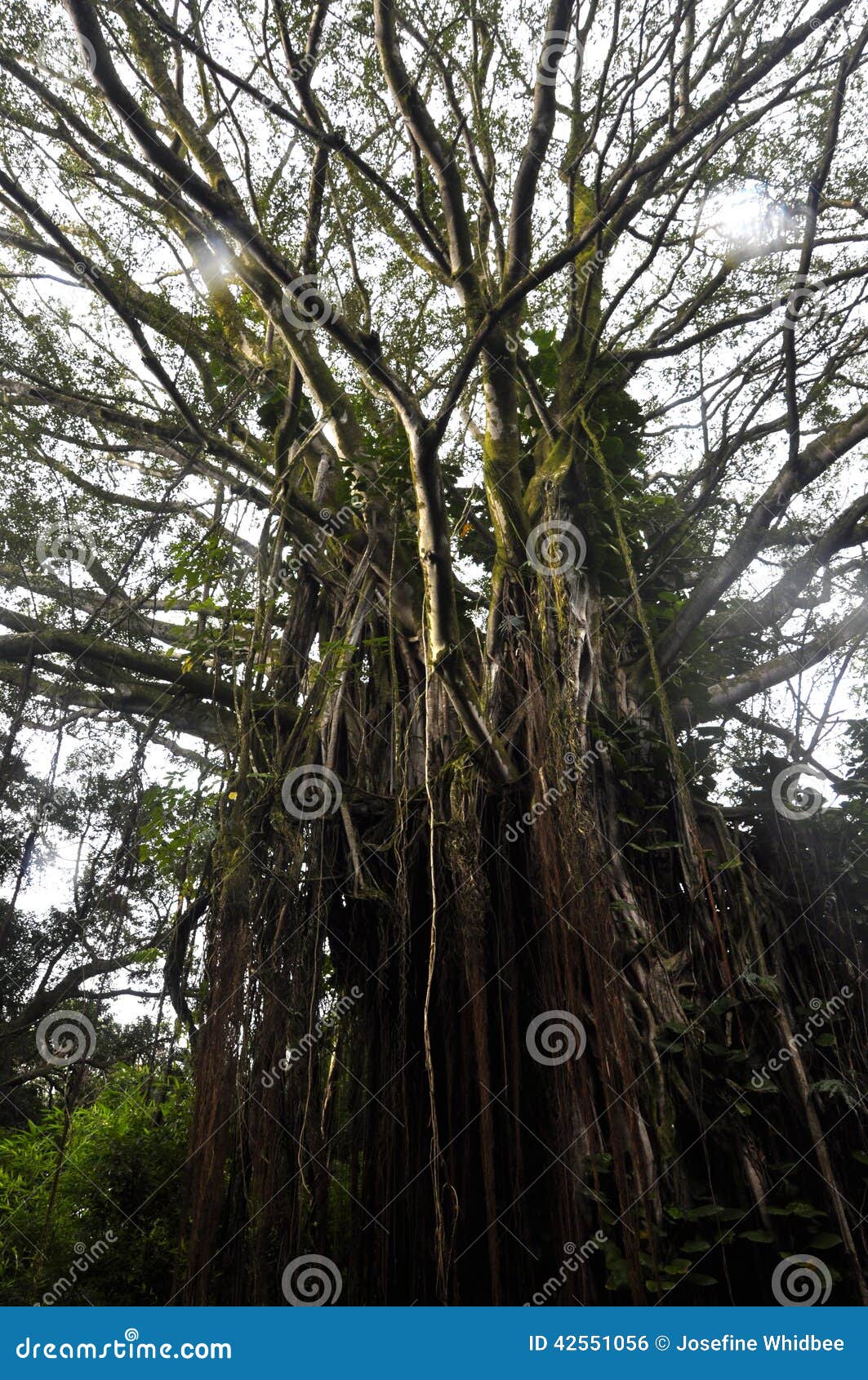 Tree stock photo. Image of multiple, hawaii, forest, roots - 42551056