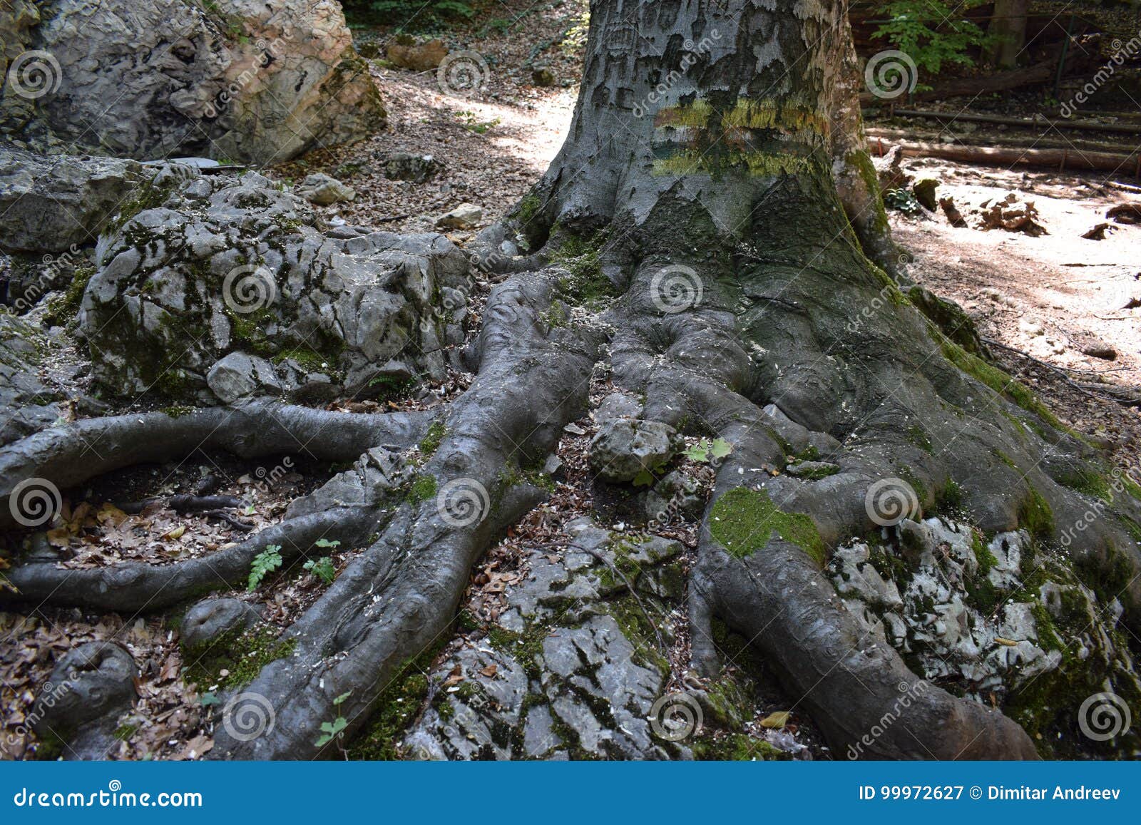 Tree Coming Out from a Massive Rock. Stock Image - Image of mountains ...