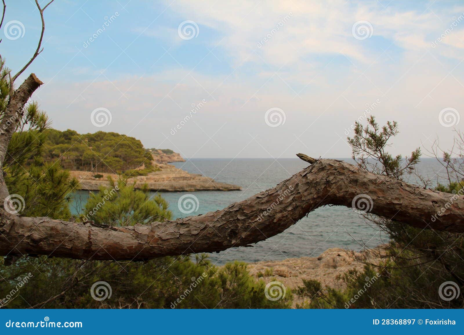 A Tree in Mallorca Cala Mondrago Stock Image - Image of seaside ...