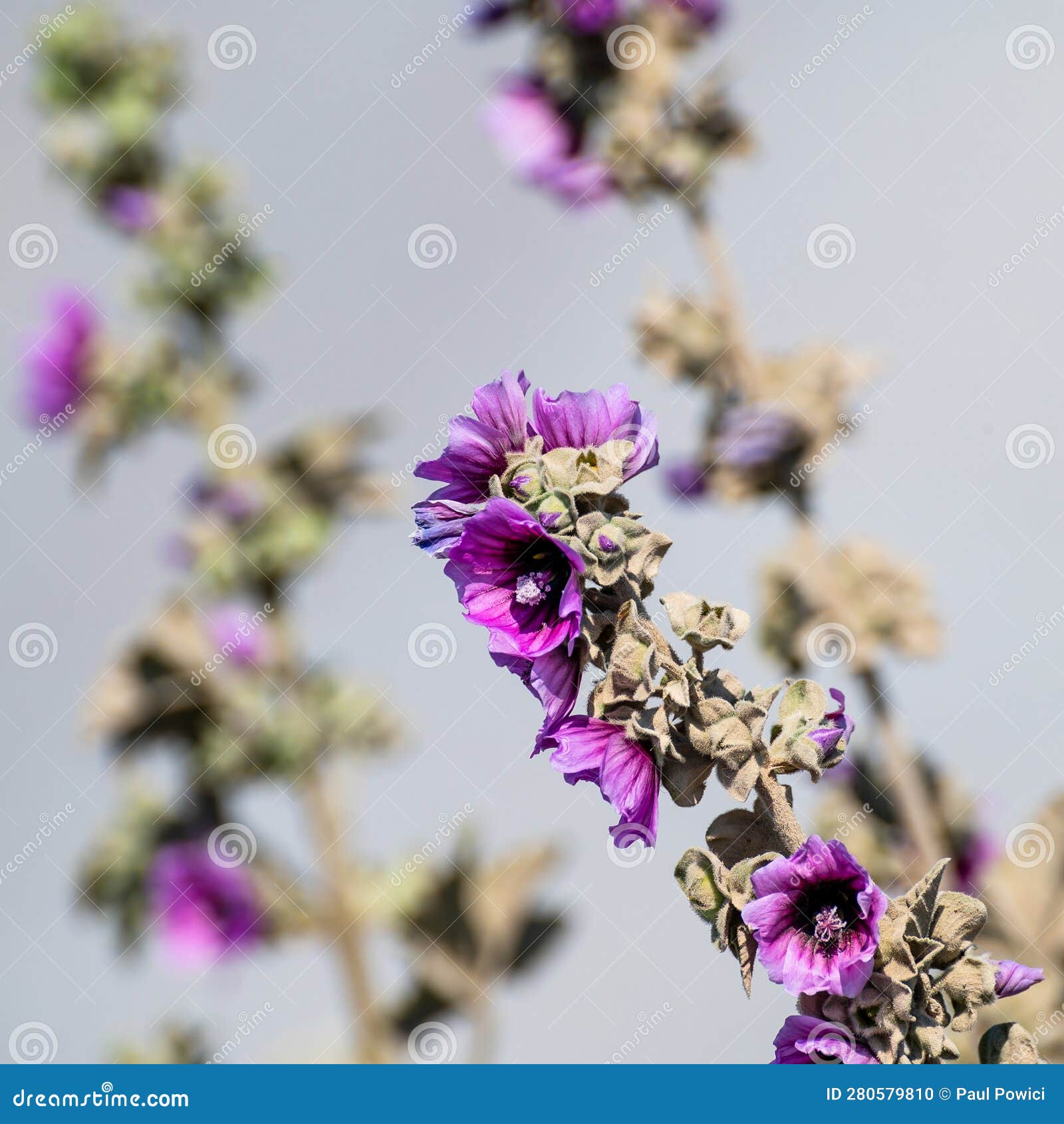 Tree Mallow Flowers with Defocussed Stems in the Background Stock Photo ...