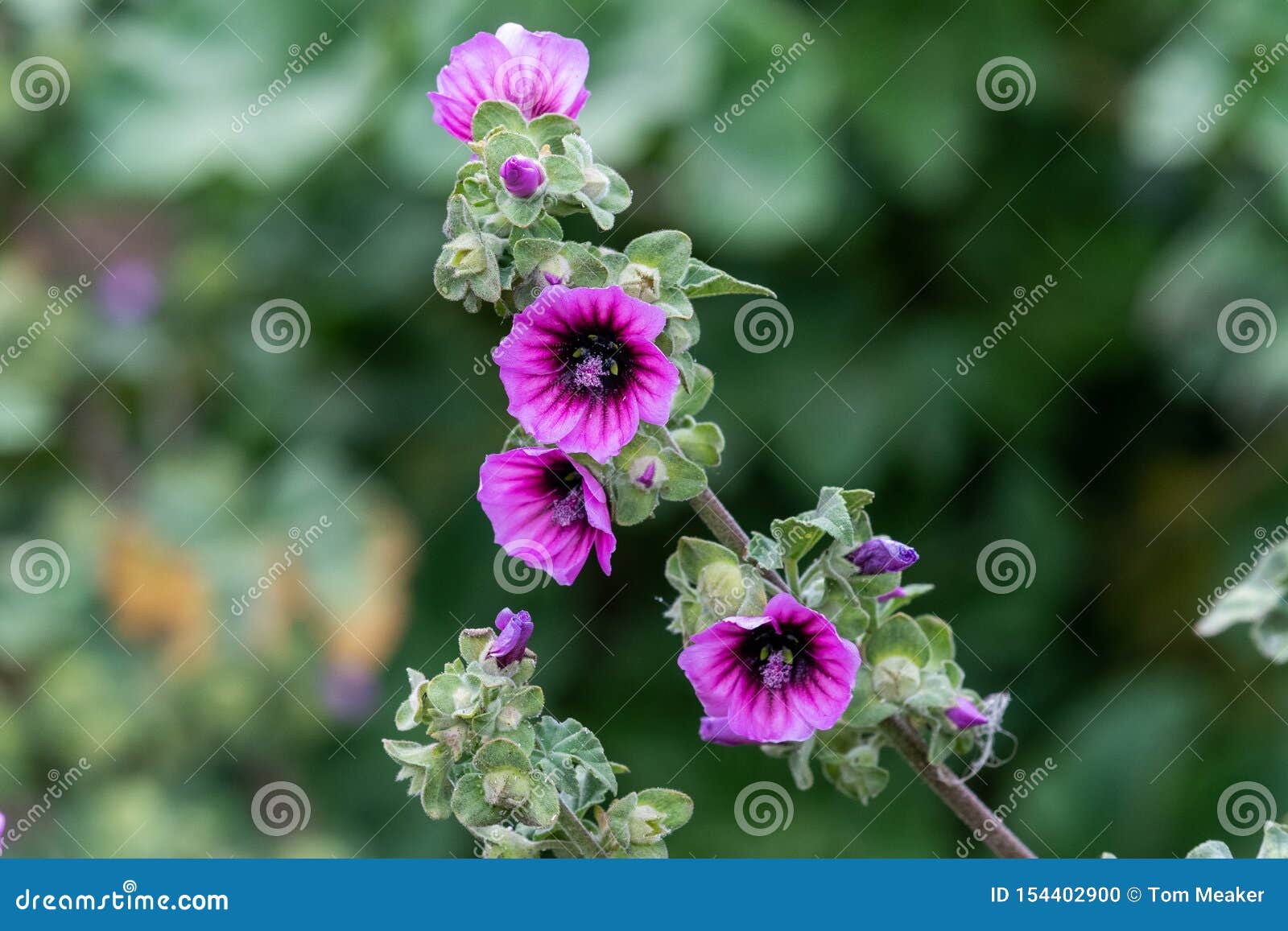 Tree mallow malva arborea stock photo. Image of coast - 154402900