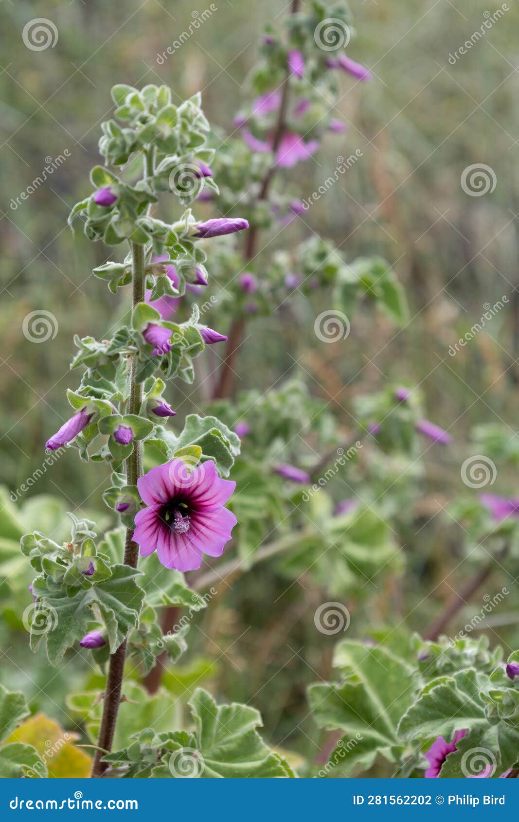 Tree Mallow, Malva Arborea, Flowering in Springtime in Polzeath ...