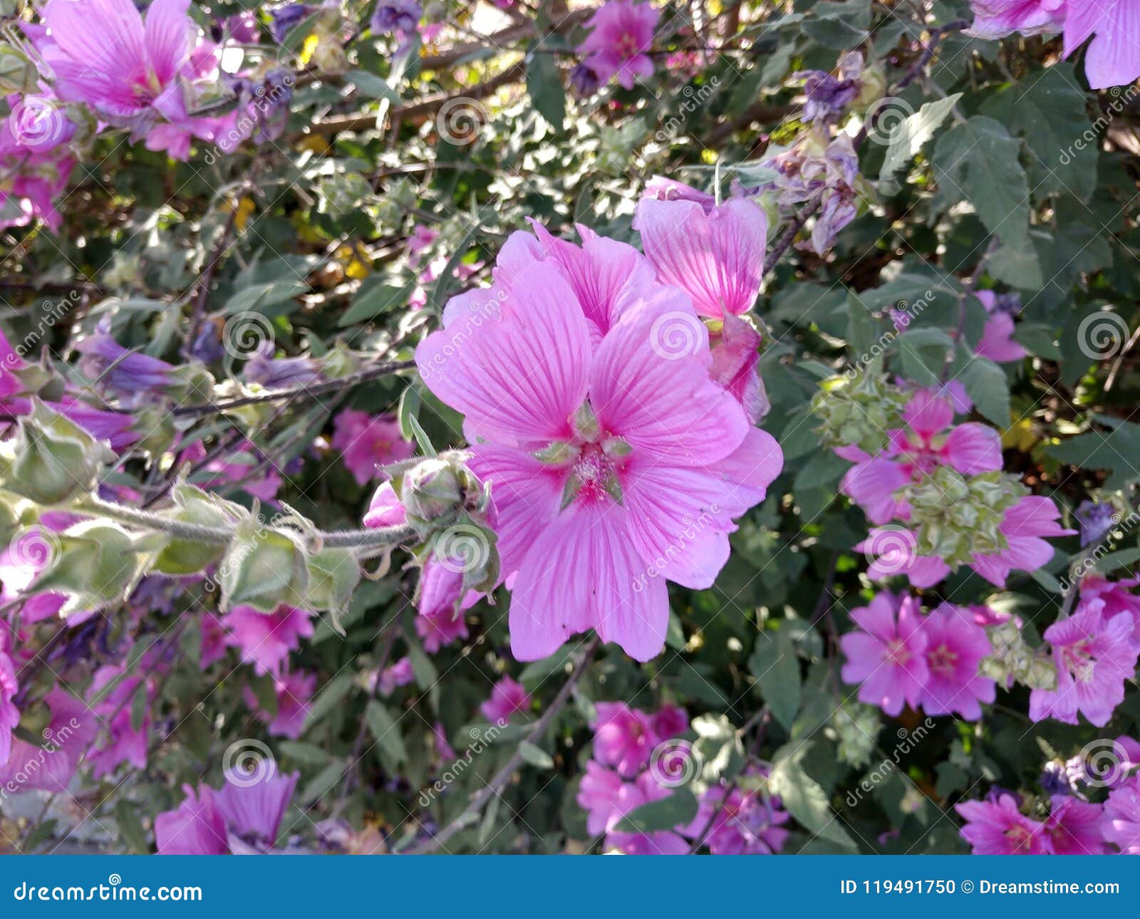 Tree mallow stock photo. Image of tree, mallow, plant - 119491750